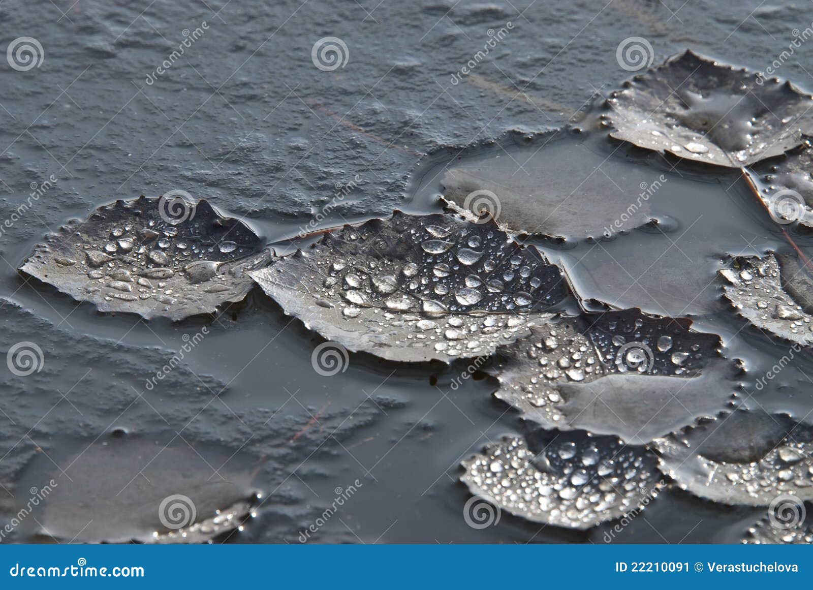 Frozen Dew Drops Fall Leaf Stock Photos - Free & Royalty-Free Stock ...