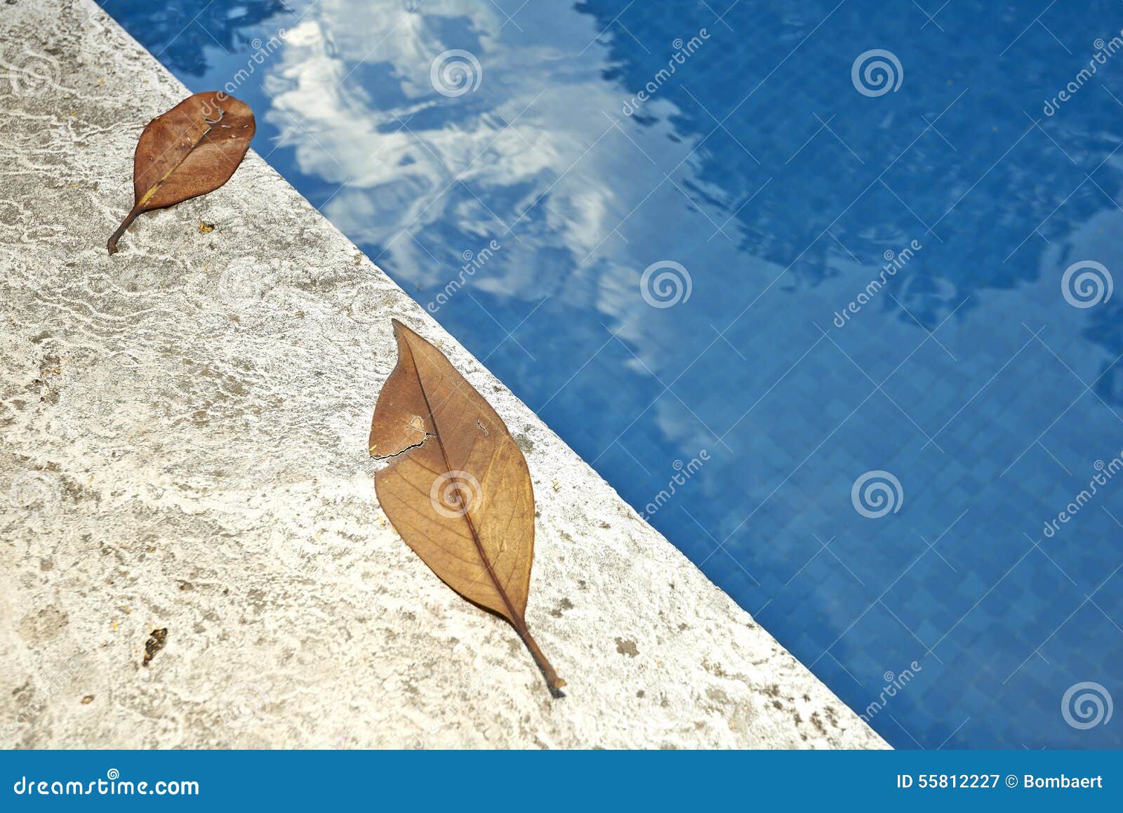 Fall Leaves on the Edge of a Blue Swimming Pool Stock Image - Image of ...