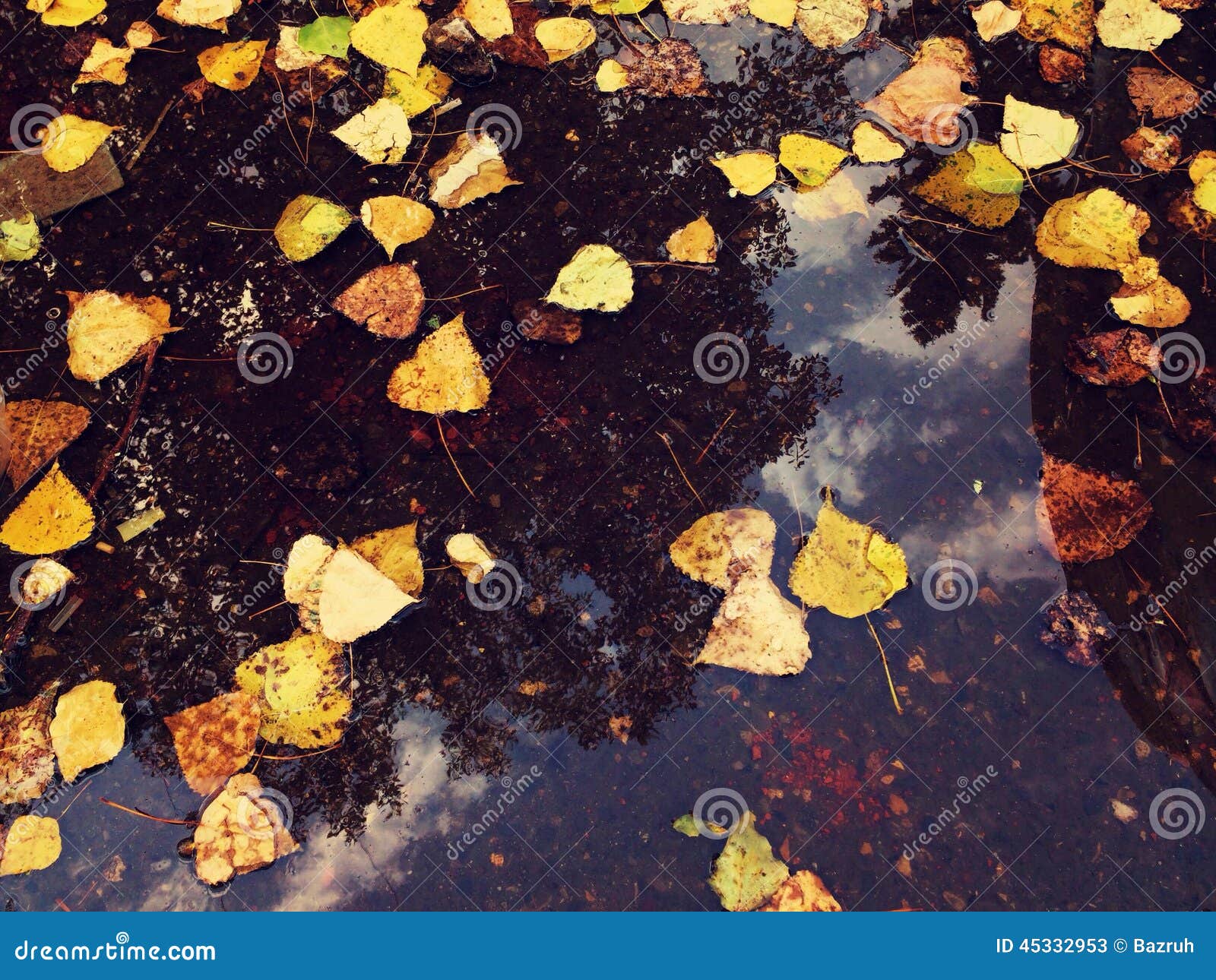 Fall Leaves, Reflection in a Puddle Stock Image - Image of wallpaper ...
