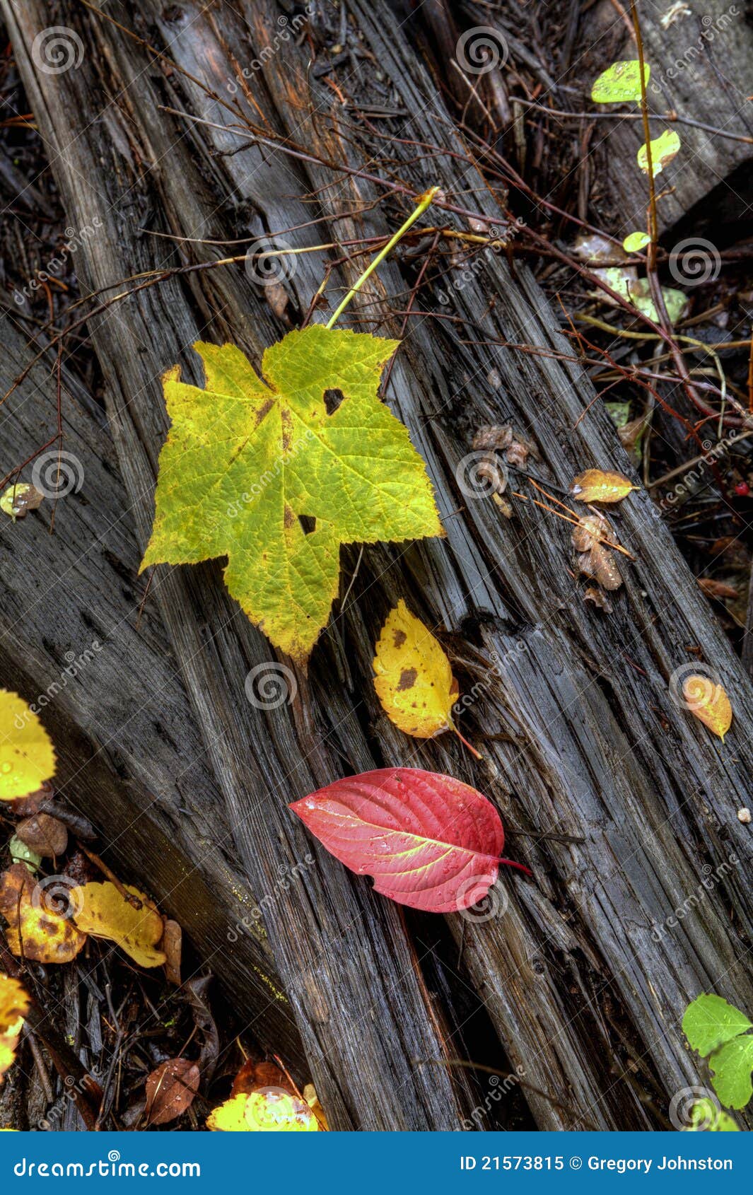 Fall leaves on fallen log. stock image. Image of vivid - 21573815