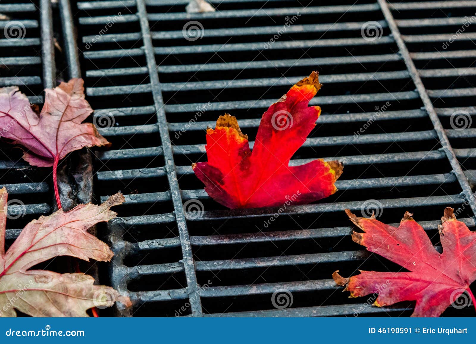 Fall leaves stock image. Image of fall, detail, closeup - 46190591