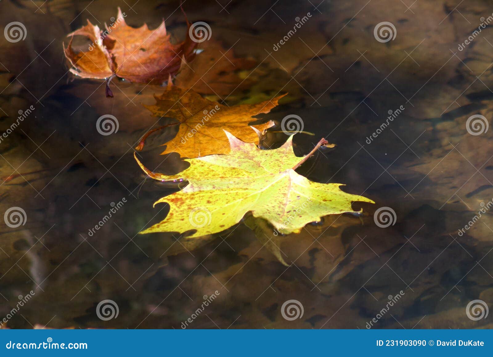 Fall Leaves Floating Down a Small Stream Stock Photo - Image of ...