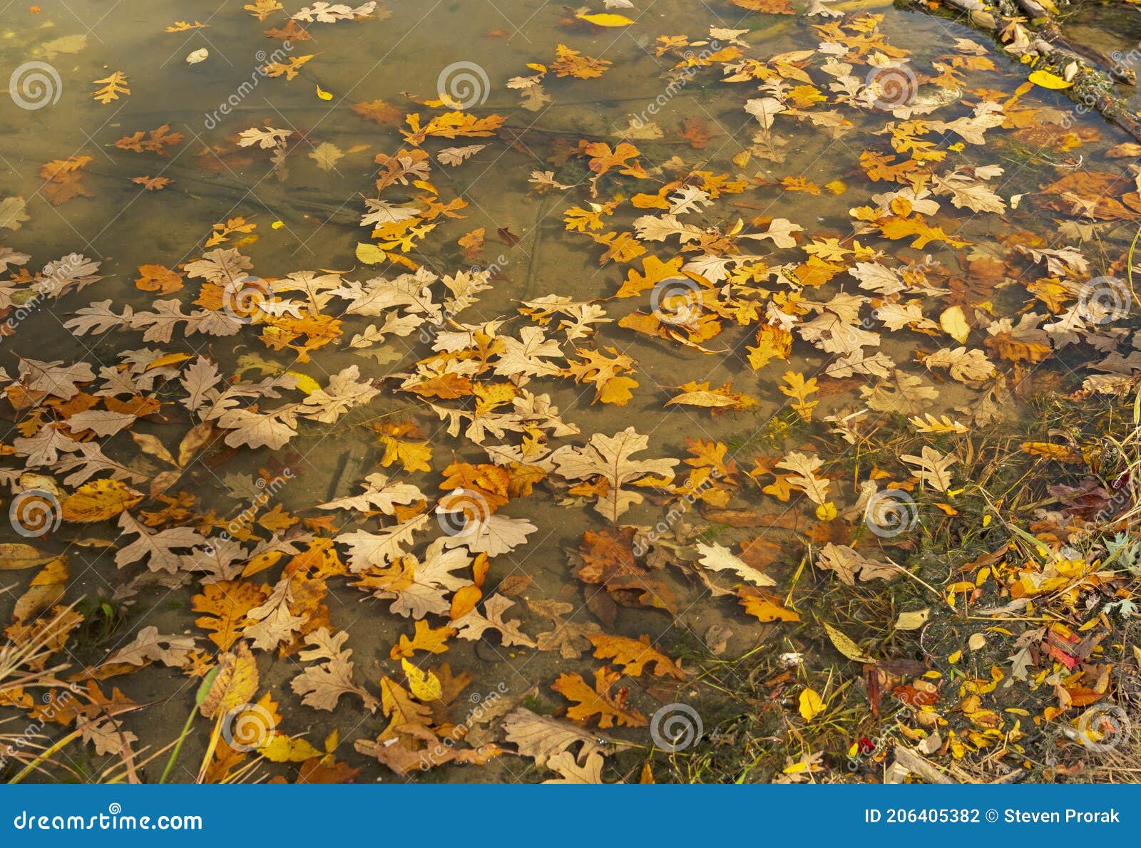 Fall Leaves Floating in a Forest Pond Stock Photo - Image of brown ...