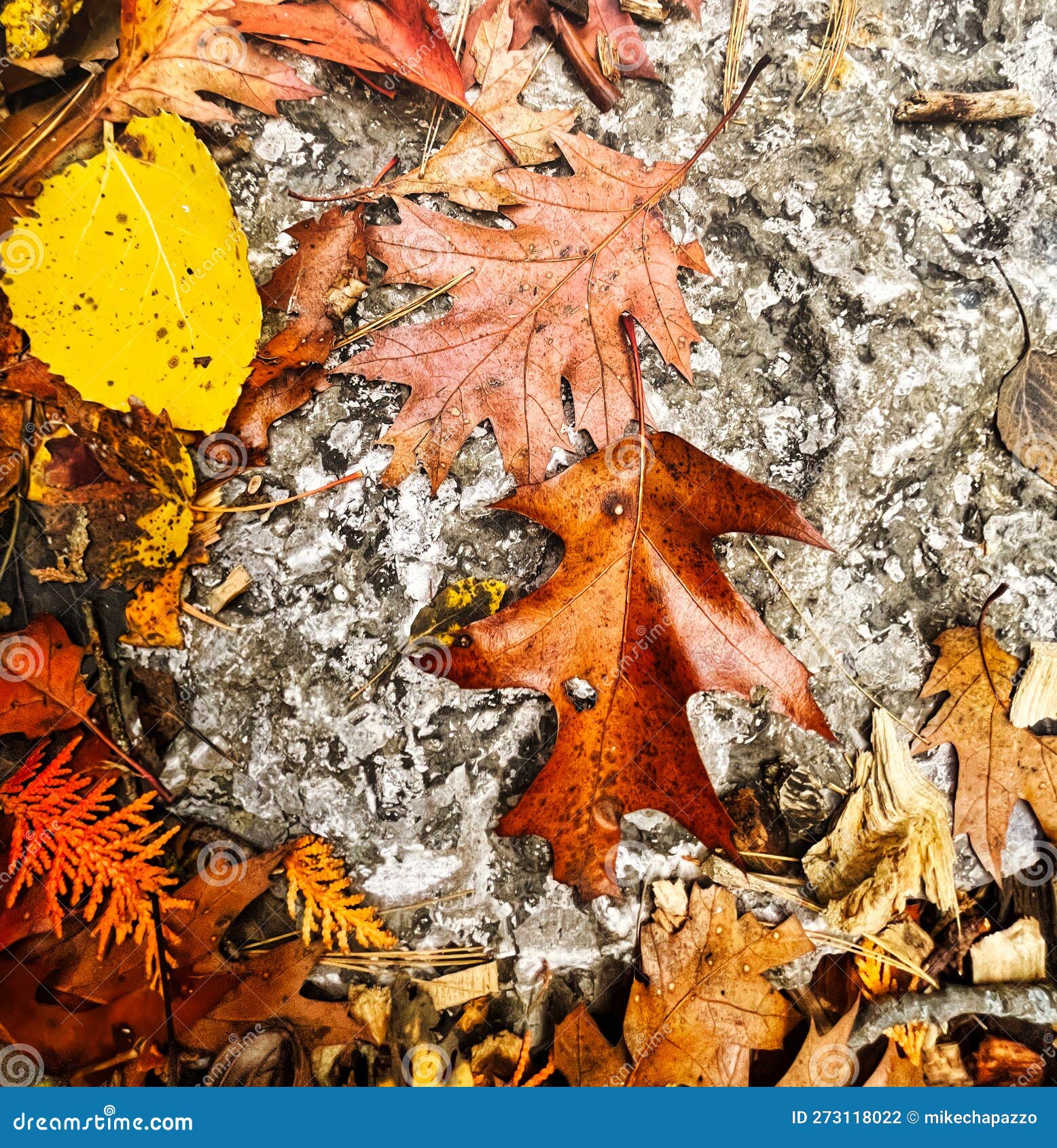 Fall Leaves on Floor in Colors Stock Photo - Image of nature, ground ...