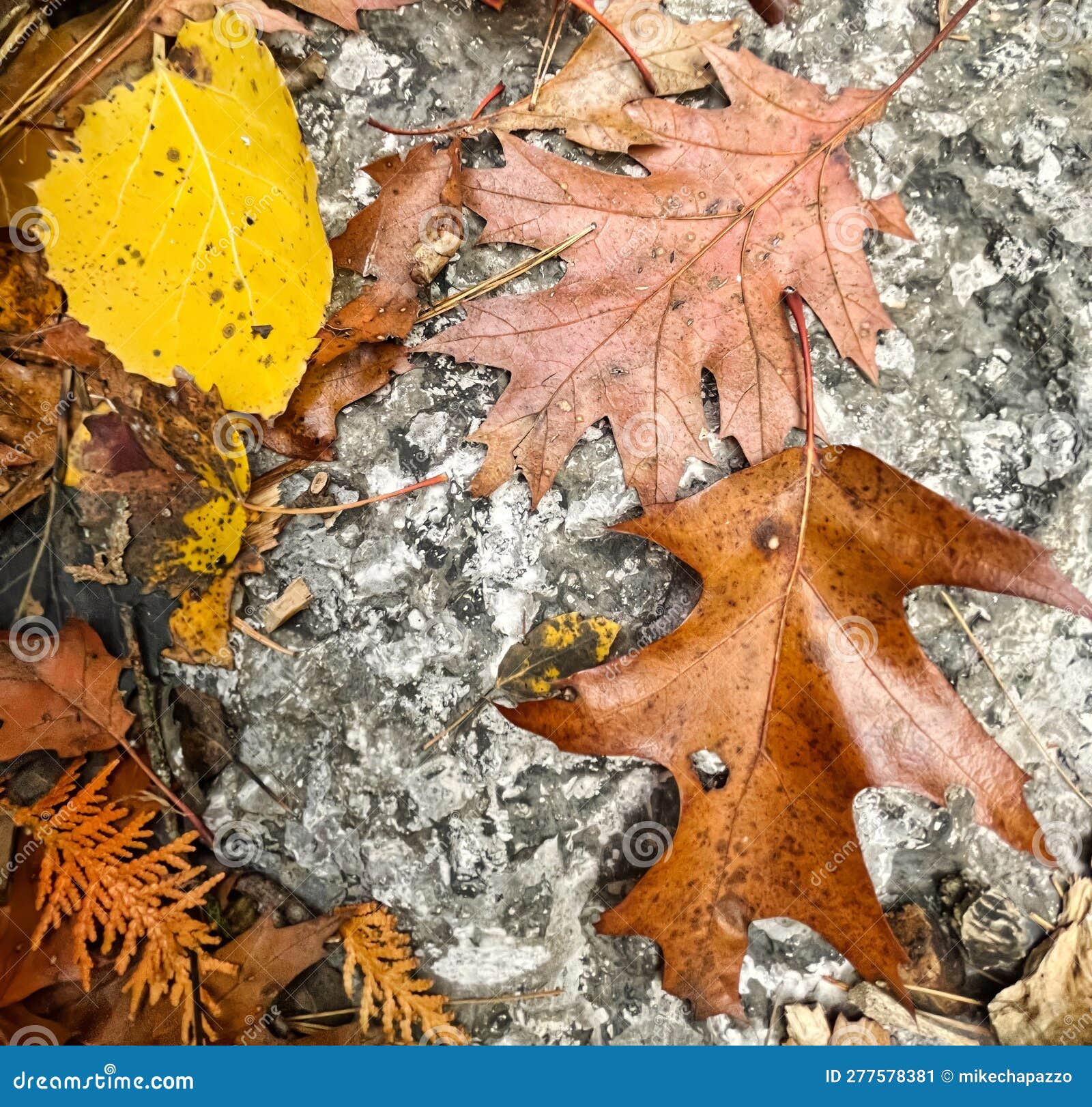 Fall Leaves on Floor in Colors Stock Image - Image of outdoor, injury ...