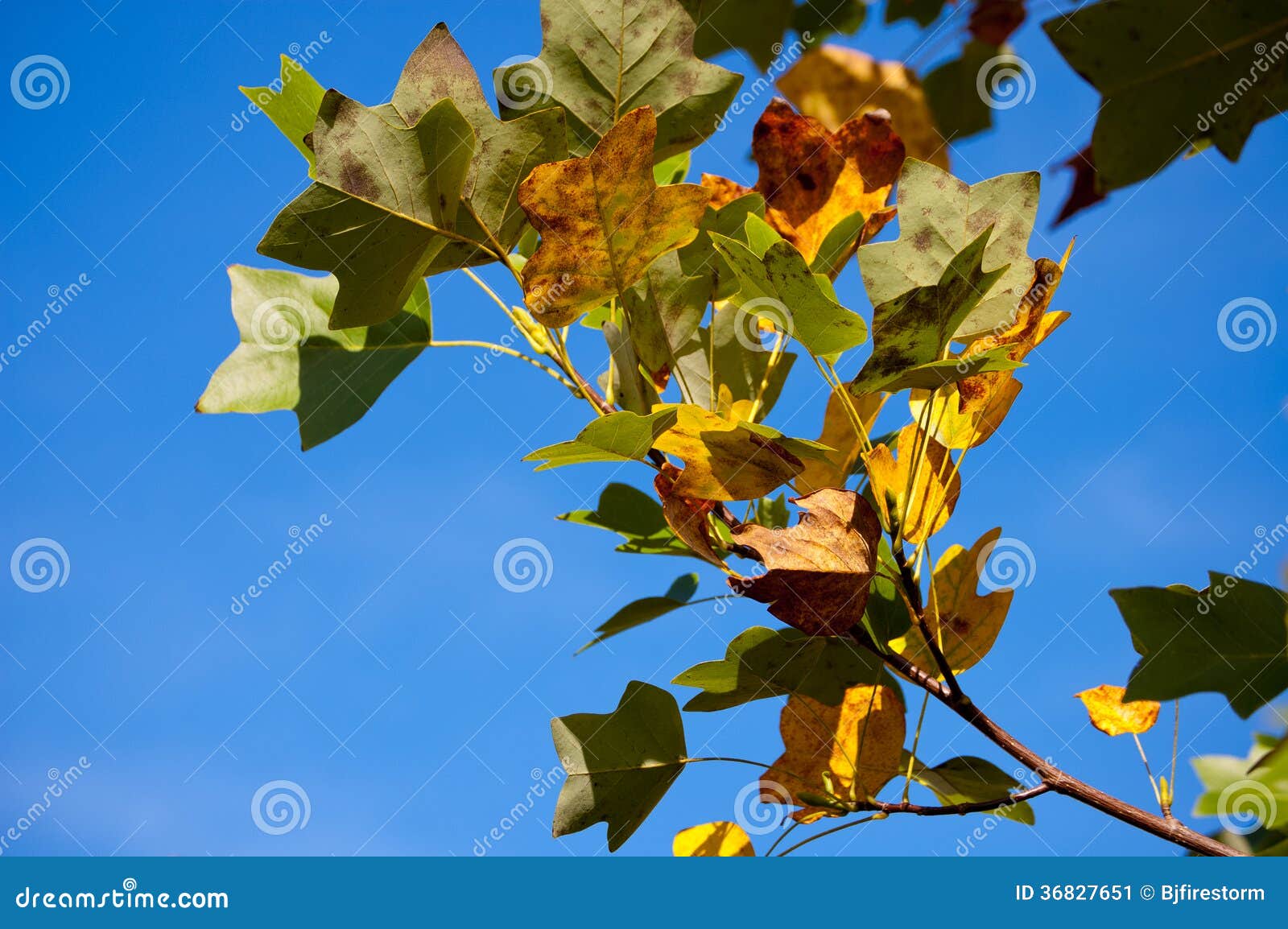 Fall Leaves in Florida stock image. Image of branch, background - 36827651