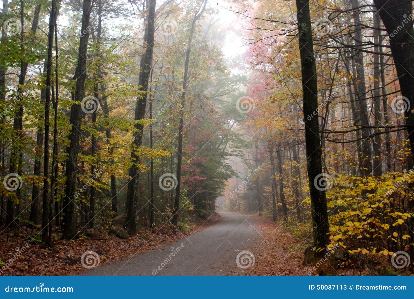 Fall Leaves in a Forest Down a Dirt Road Stock Image - Image of path ...