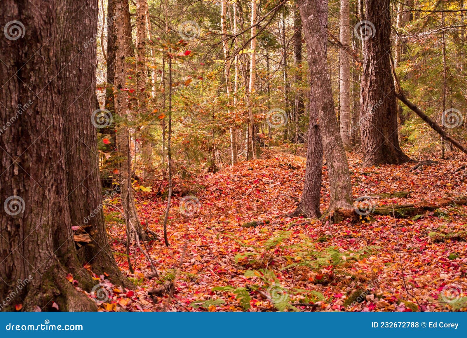 Fall Leaves on a Forest Floor Stock Photo - Image of autumn, leaves ...