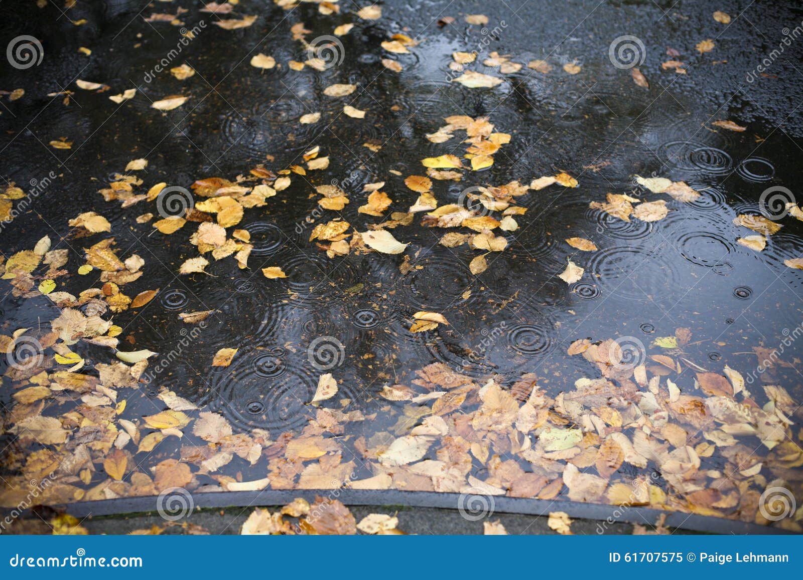 Fall Leaves Gathering in a Rain Puddle. Stock Image - Image of golden ...