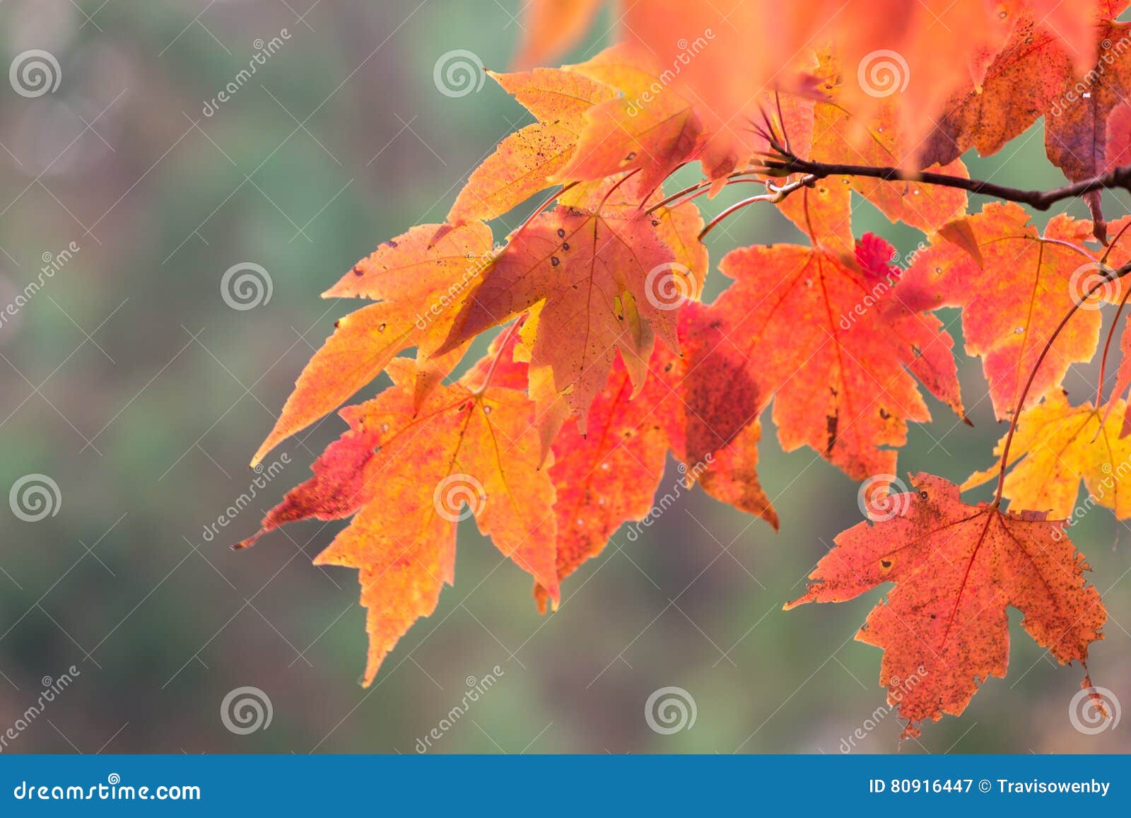 Fall Leaves in Georgia November Stock Image - Image of colors, gold ...