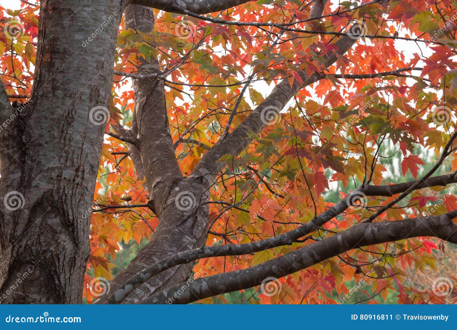 Fall Leaves in Georgia November Stock Image - Image of design, leaves ...