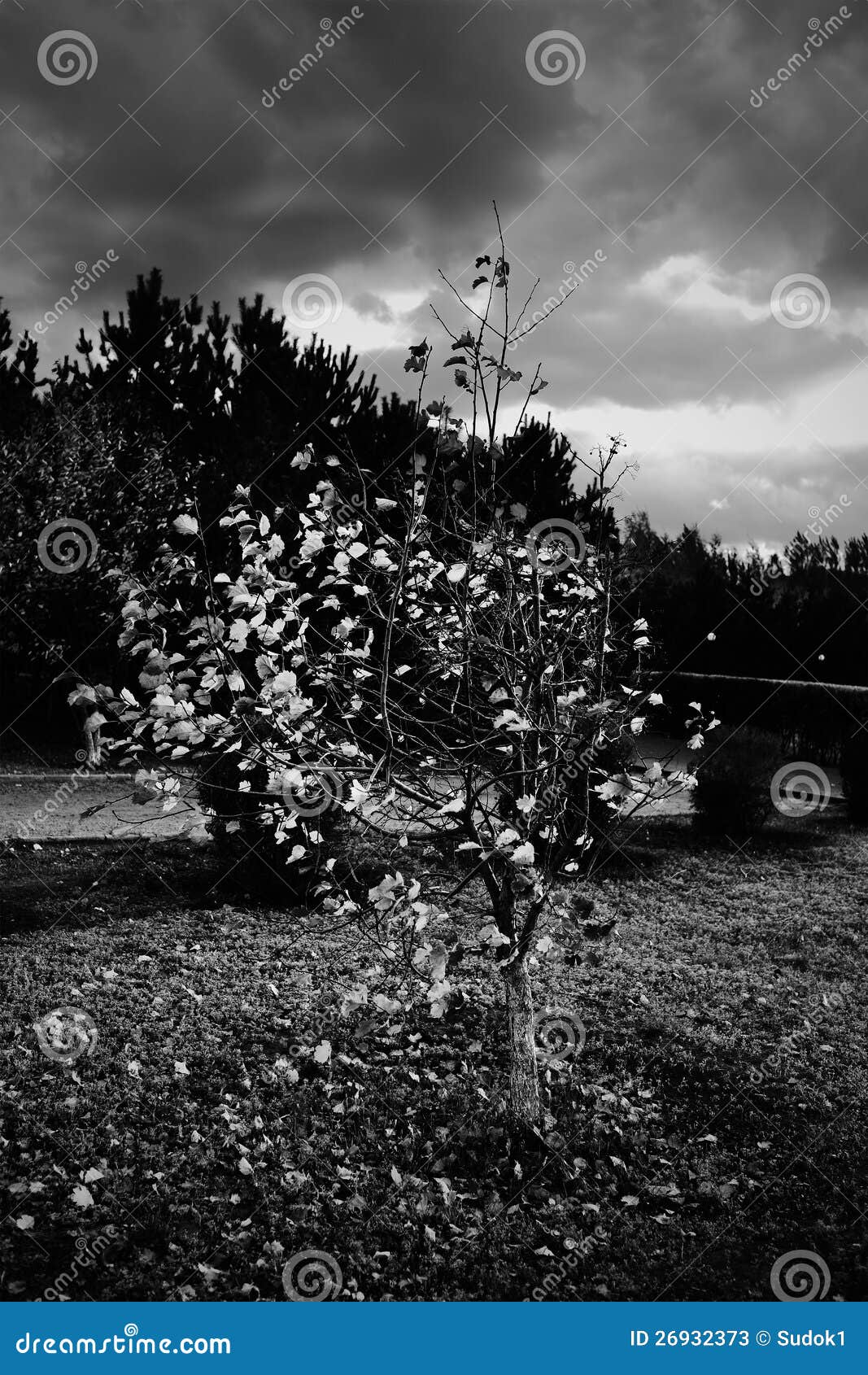 Fall of the Leaves in a Gloomy Autumn Day Stock Image - Image of gloom ...