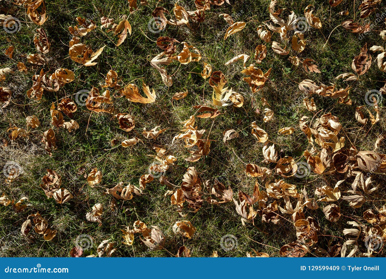 Fall Leaves on Grass Background. Stock Image - Image of view, beautiful ...