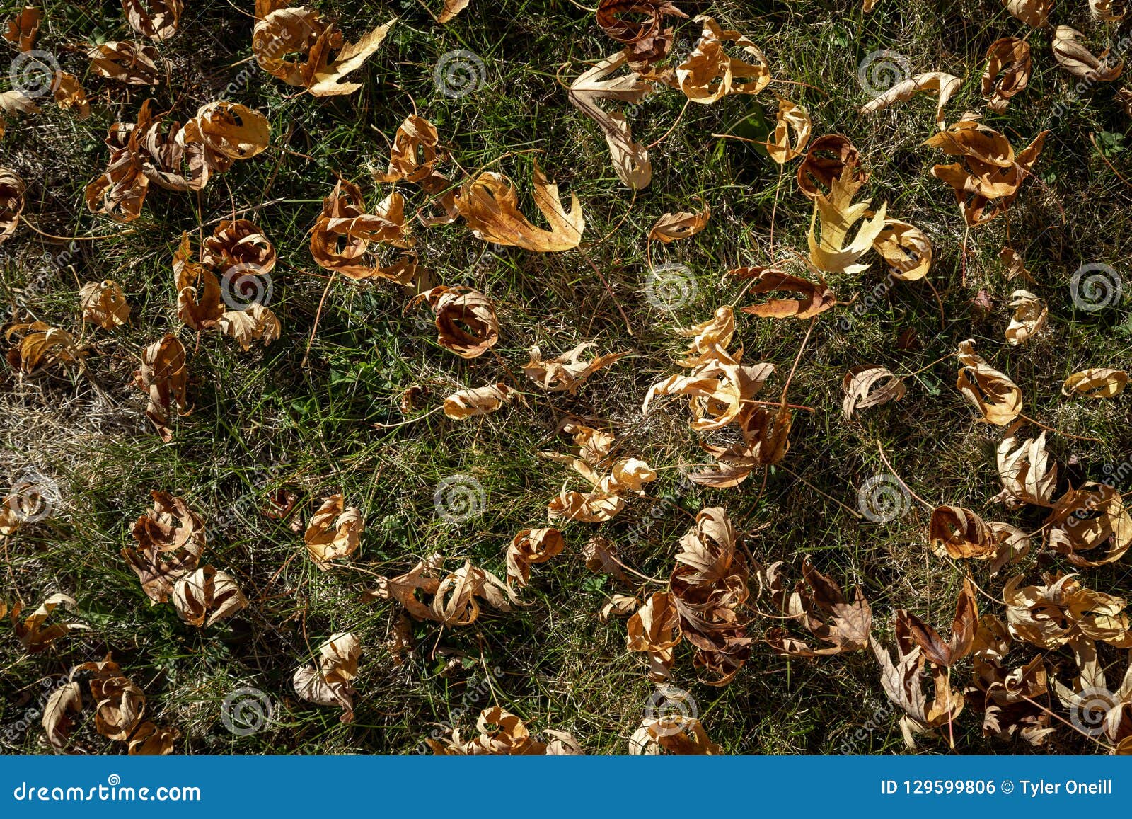 Fall Leaves on Grass Background. Stock Photo - Image of november, leaf ...