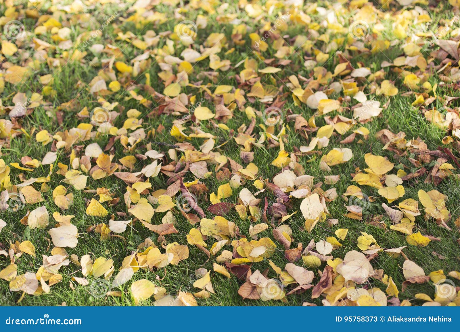 Fall leaves on green grass stock image. Image of nature - 95758373