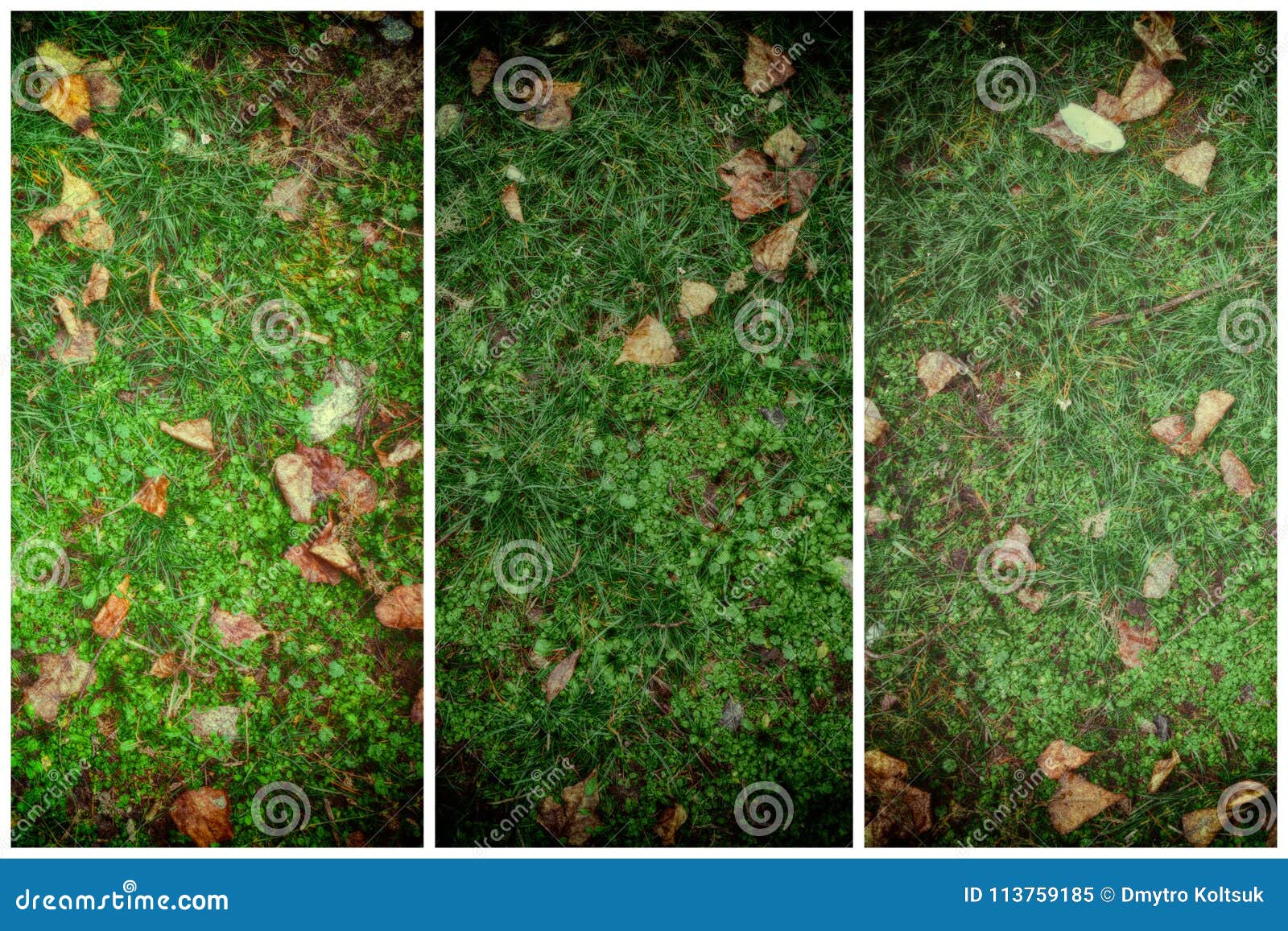 Fall Leaves on Green Grass Field, View from Above, Autumn Background ...