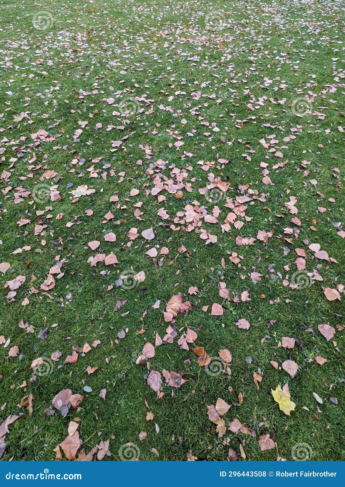 Fall Leaves on Green Grass in the Morning Light Stock Photo - Image of ...
