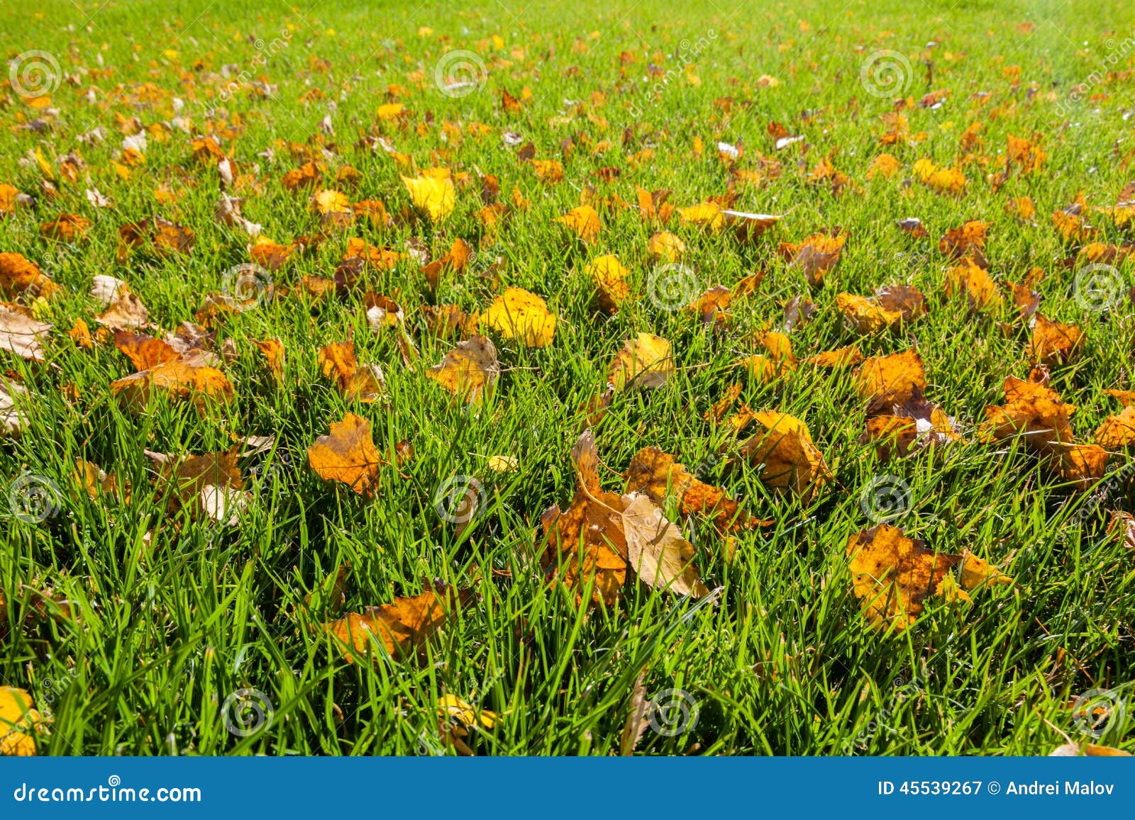 Fall Leaves on the Green Grass. Stock Image - Image of leaf ...