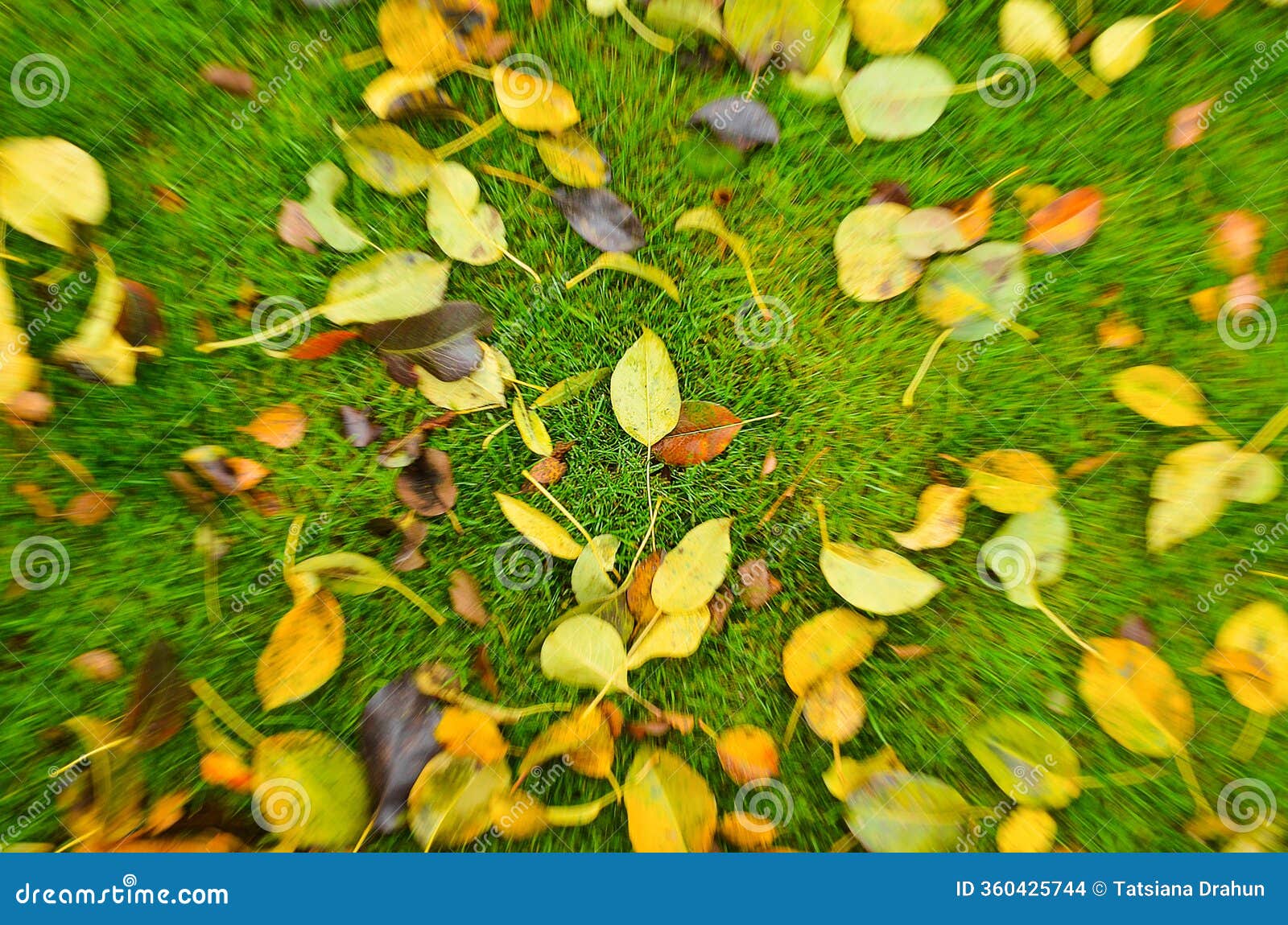Fall Leaves on Green Grass, Zoom Effect Stock Photo - Image of warm ...