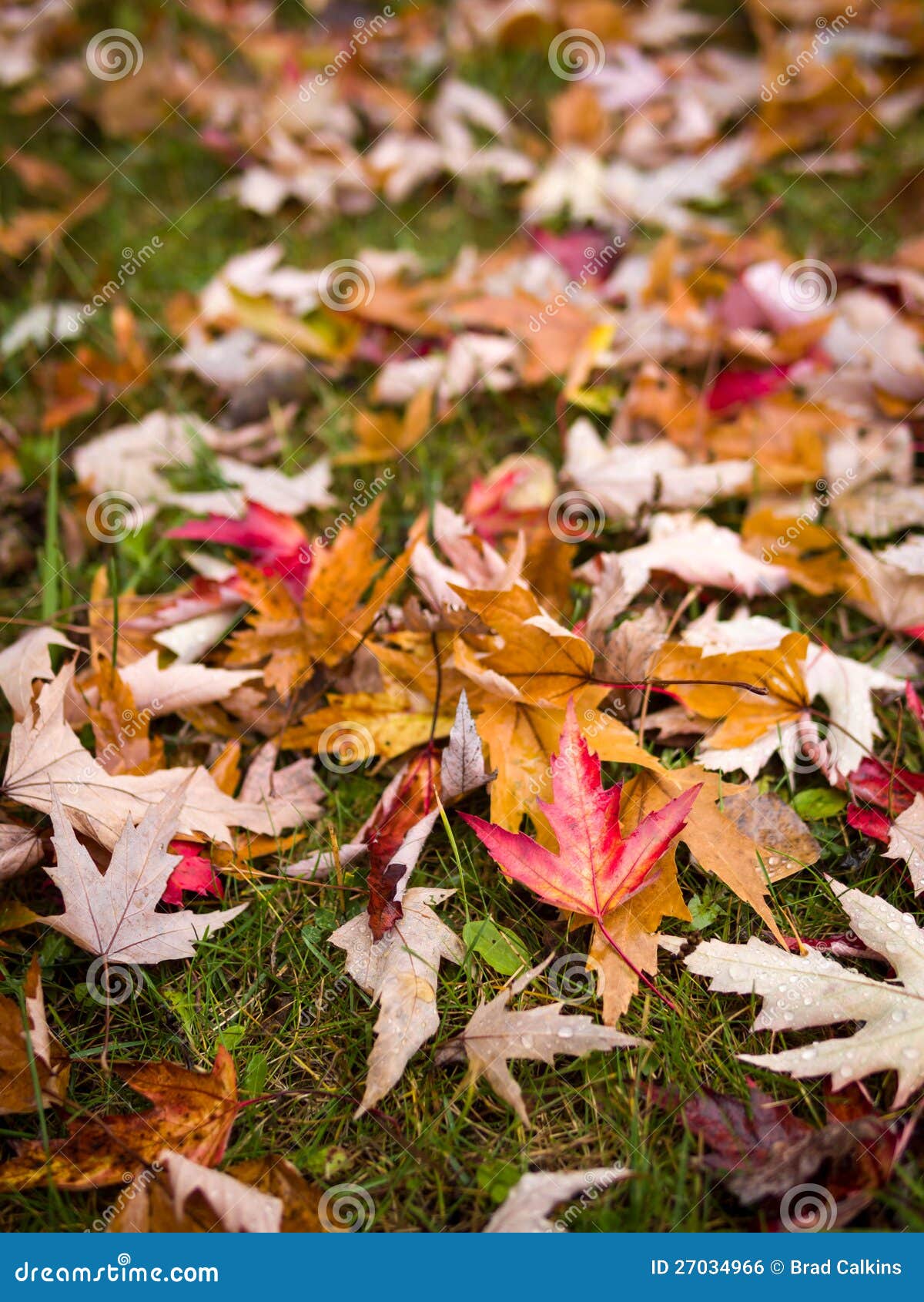 Fall leaves on ground stock photo. Image of grass, nature - 27034966