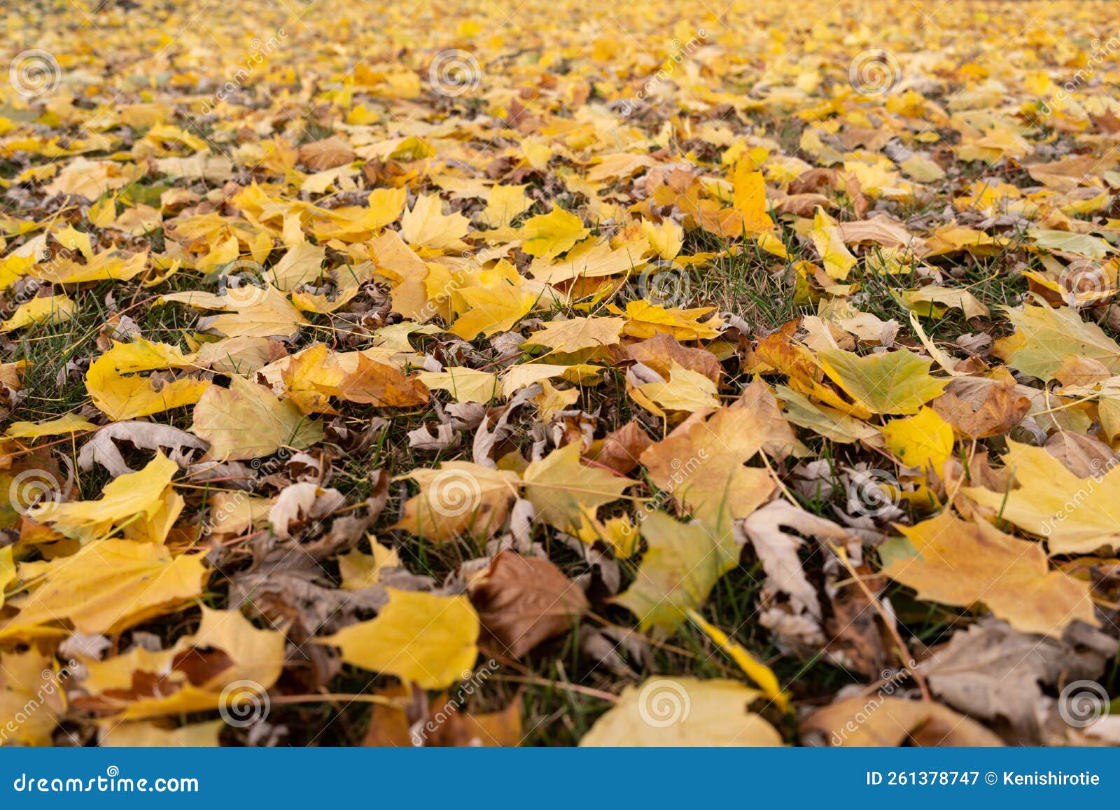 Fall leaves on ground stock image. Image of november - 261378747