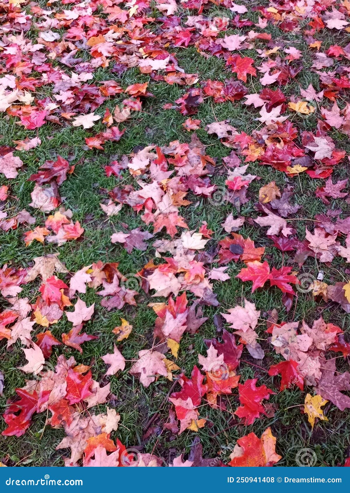 Fall leaves on the ground stock photo. Image of shrub - 250941408