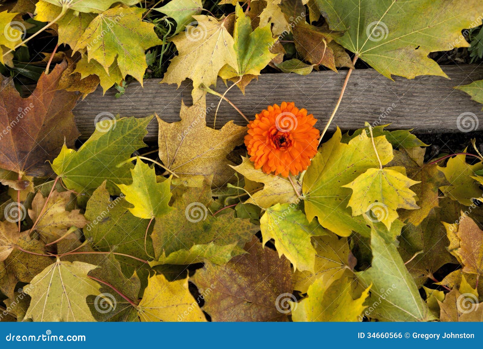Fall Leaves on Ground with Flower. Stock Photo - Image of season ...