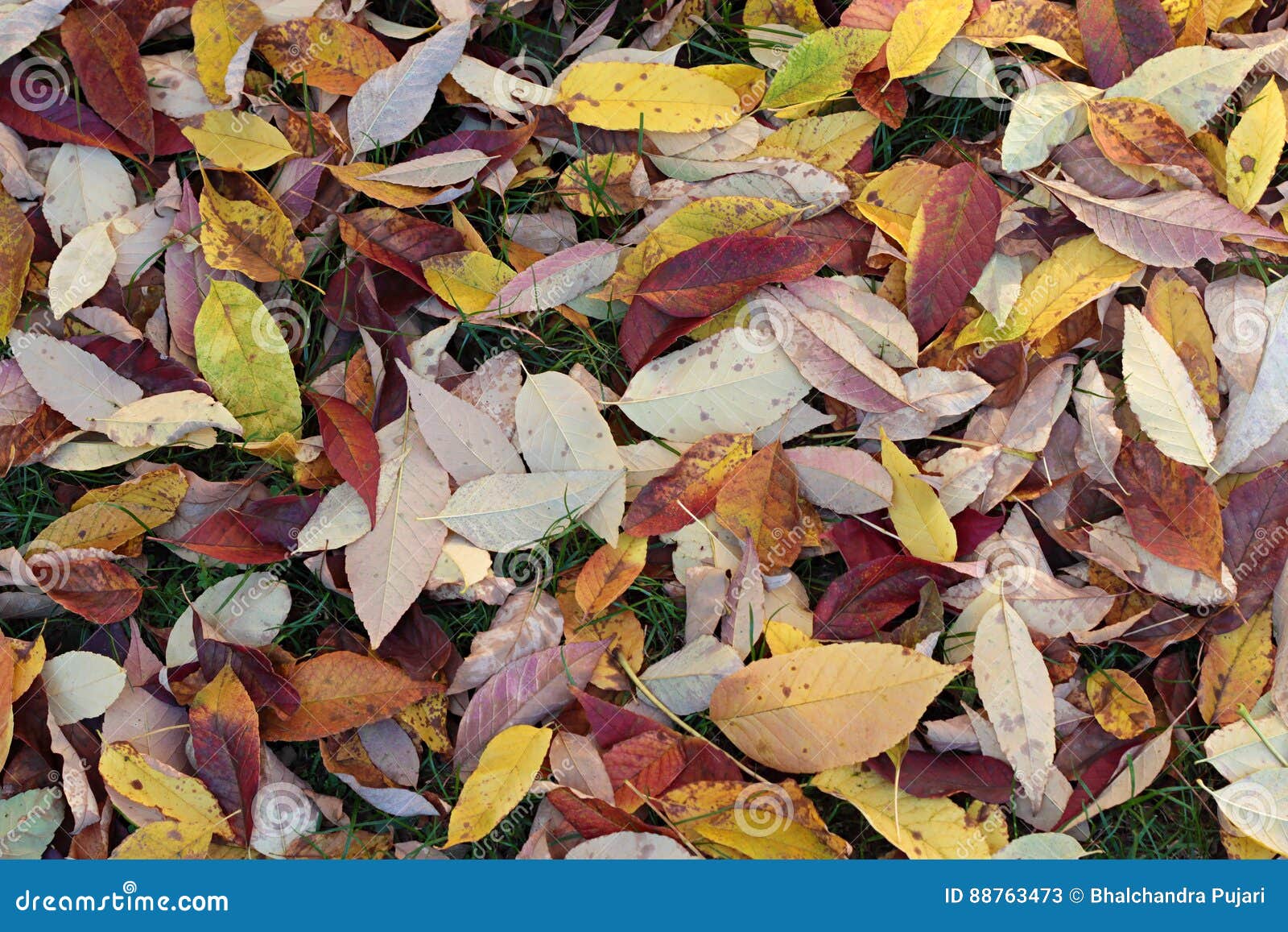 Fall leaves on the ground stock image. Image of orange - 88763473