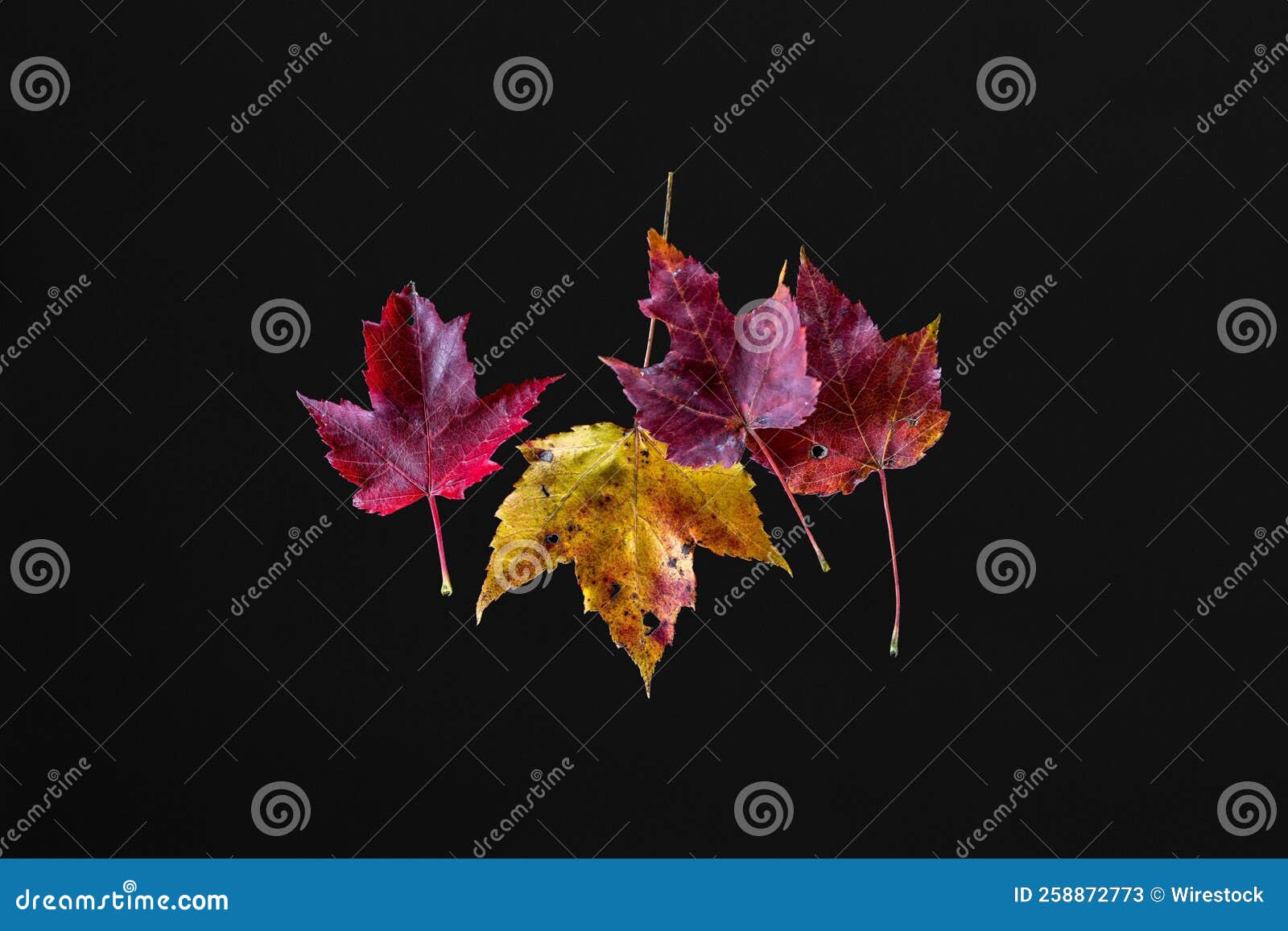 Fall Leaves Isolated on a Black Background Stock Image - Image of ...