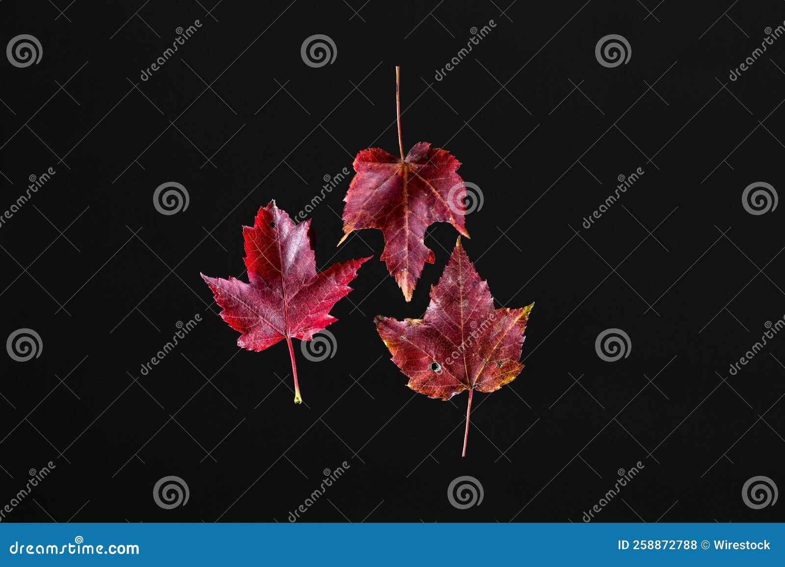 Fall Leaves Isolated on a Black Background Stock Photo - Image of ...