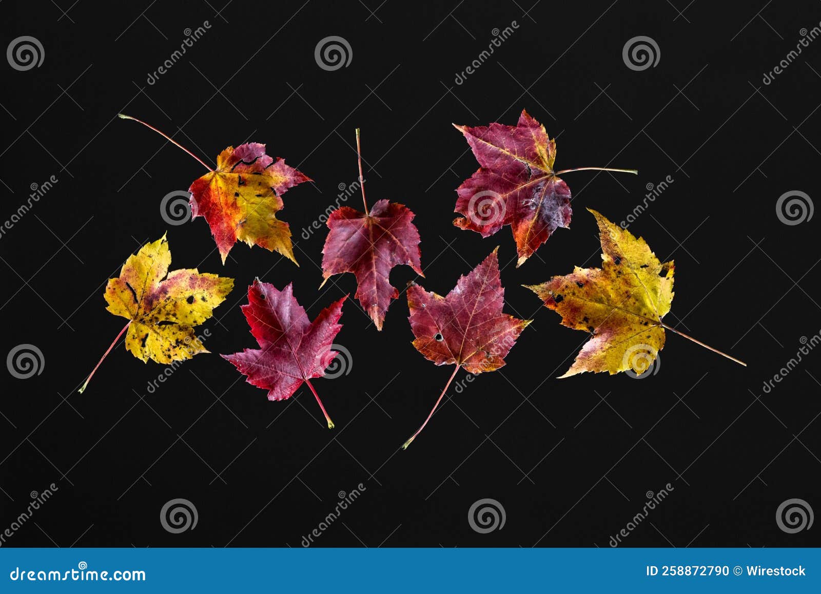 Fall Leaves Isolated on a Black Background Stock Photo - Image of ...