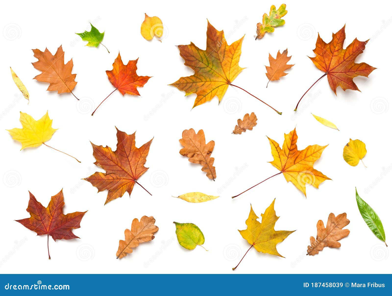 Fall leaves isolated stock image. Image of october, objects - 187458039