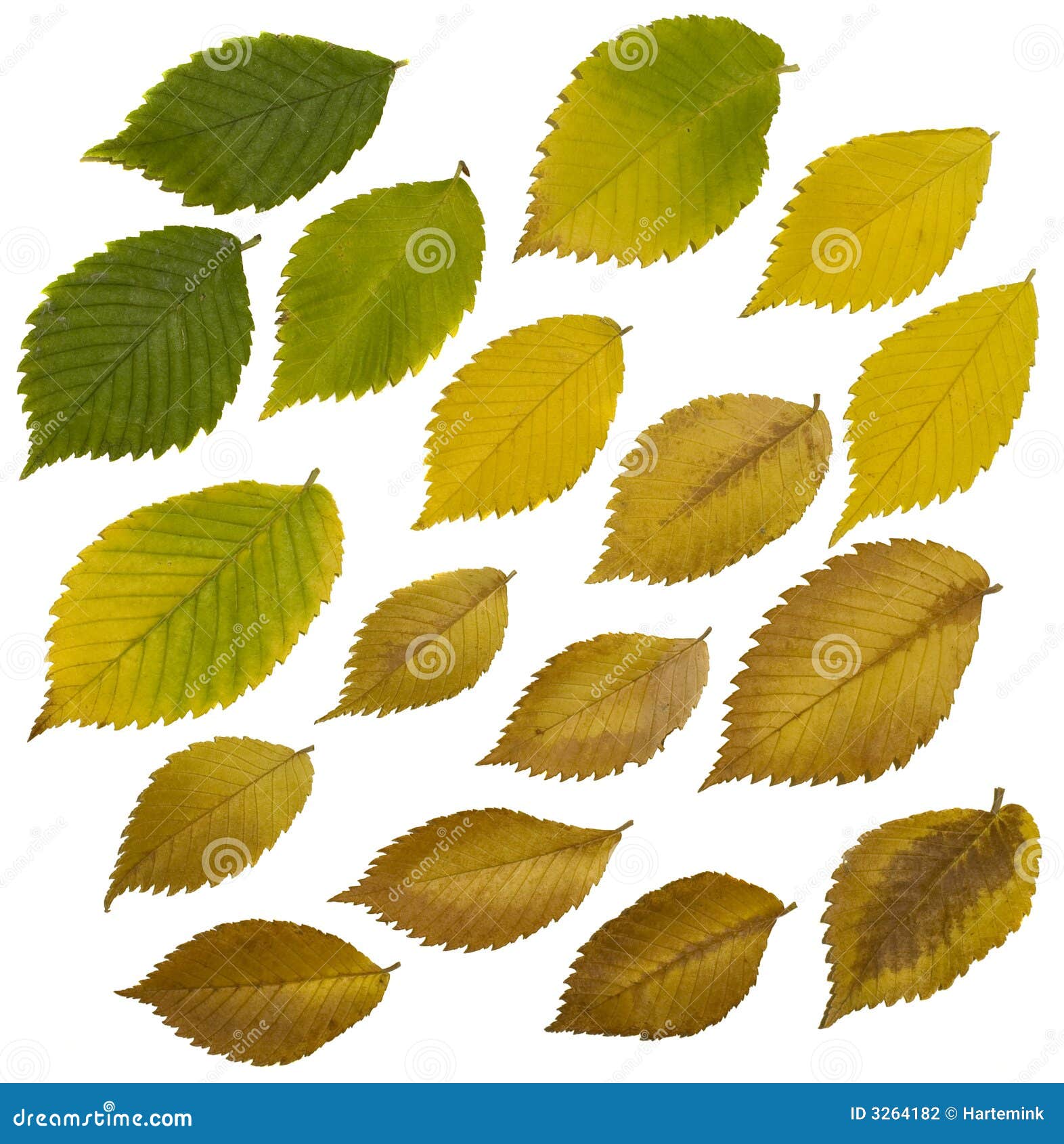 Fall Leaves Isolated on White Stock Photo - Image of brown, nature: 3264182