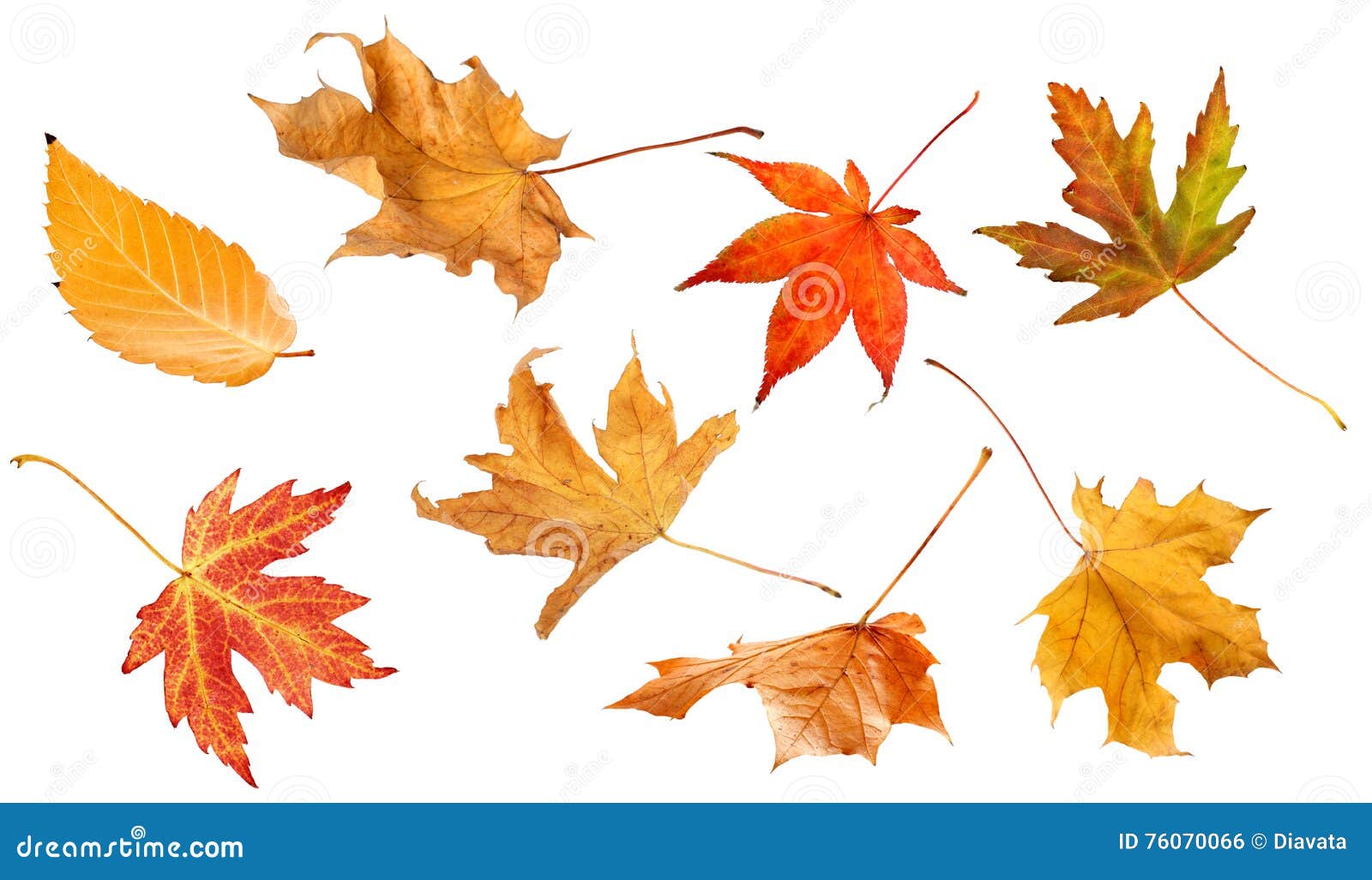 Fall Leaves Isolated on White Background Collage Stock Photo - Image of ...