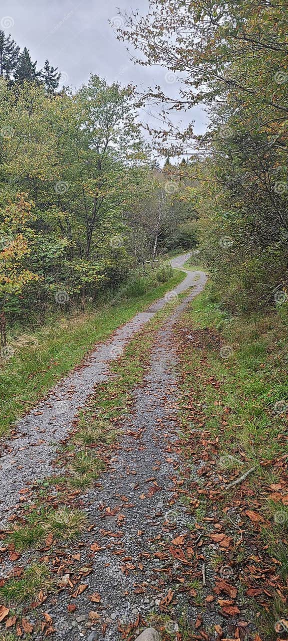 Fall leaves keeps falling stock image. Image of woodland - 231871653