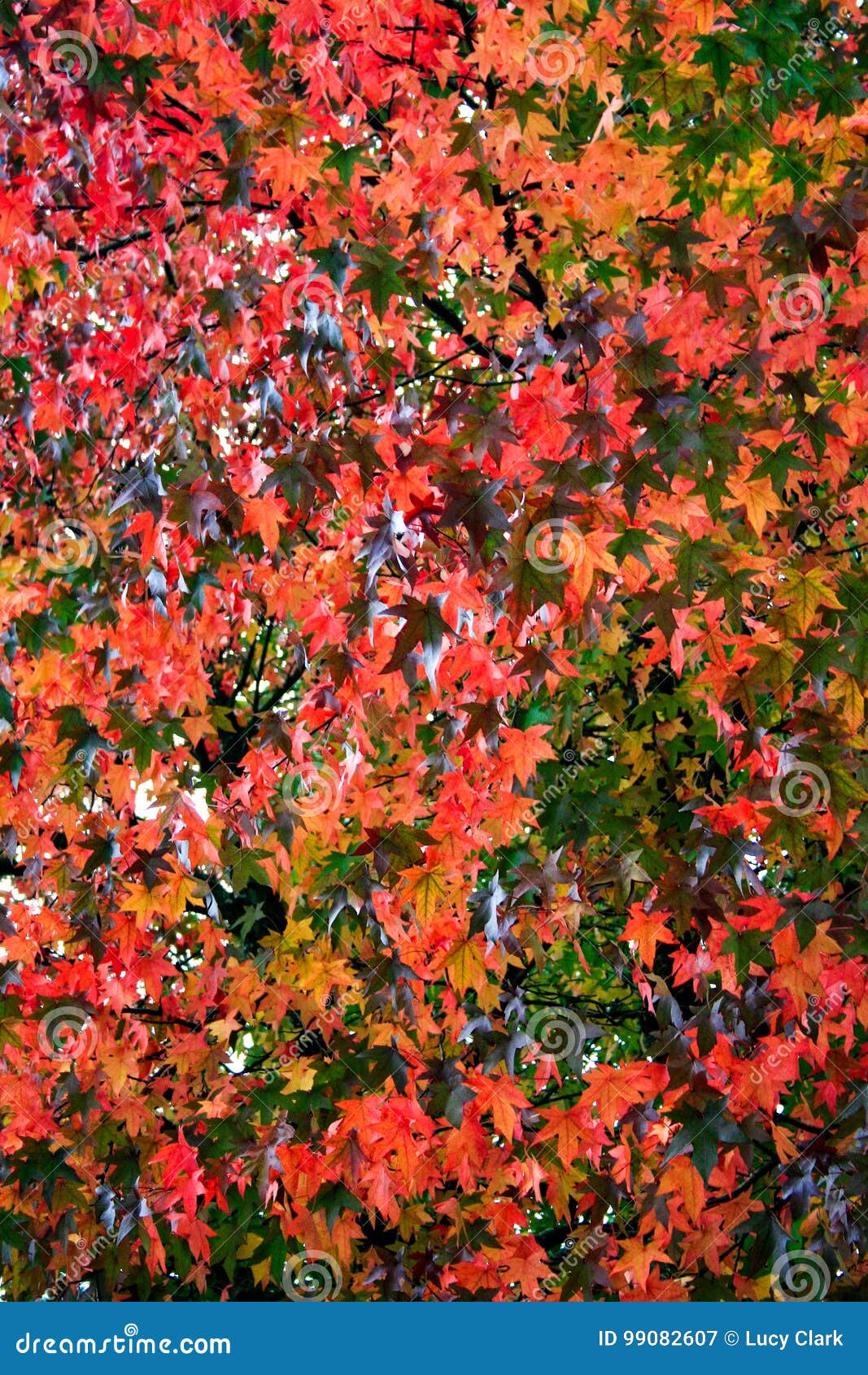 Fall Leaves stock image. Image of leaves, tree, vibrant - 99082607