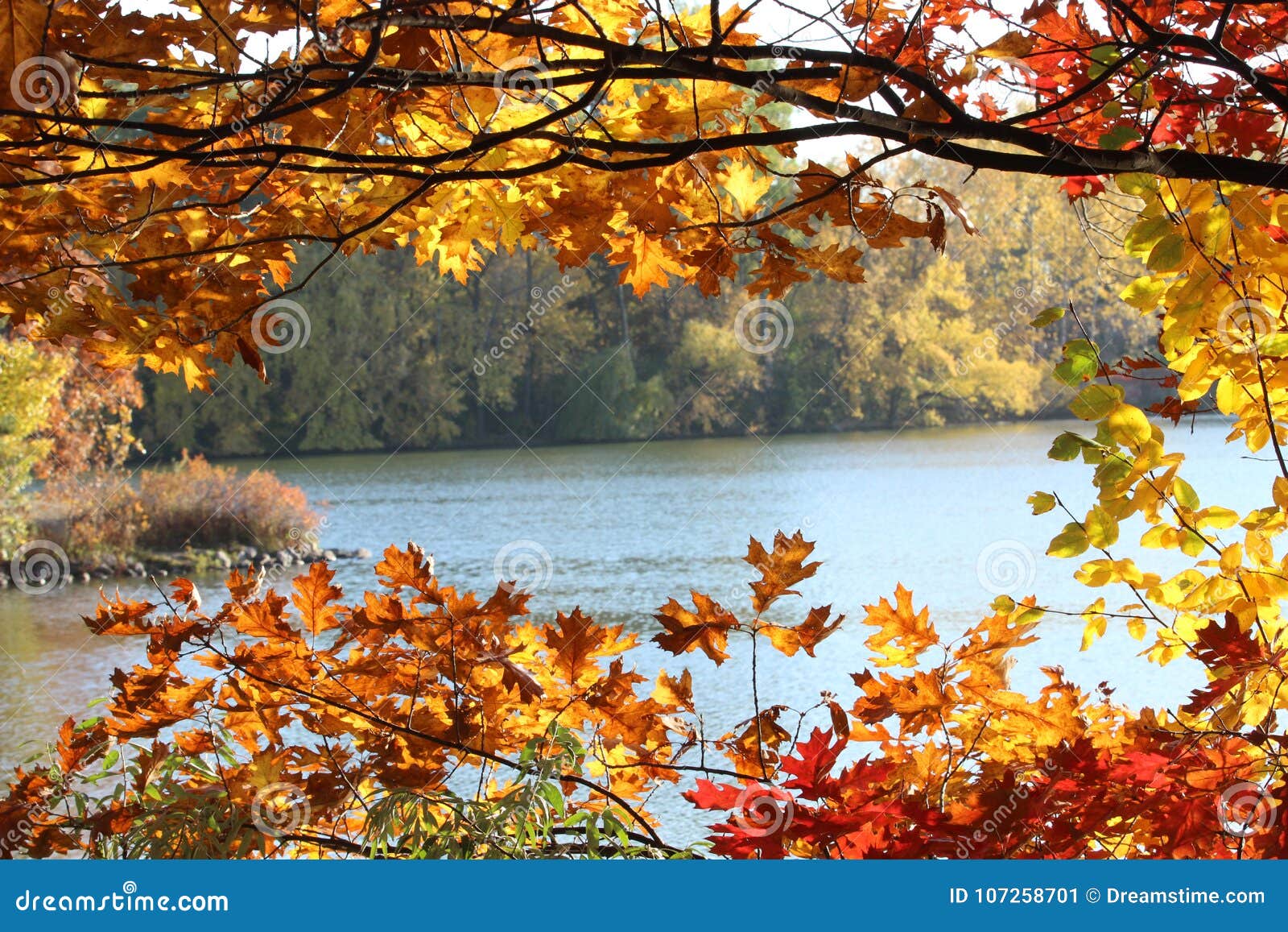 Fall leaves in Minnesota stock image. Image of minnesota - 107258701