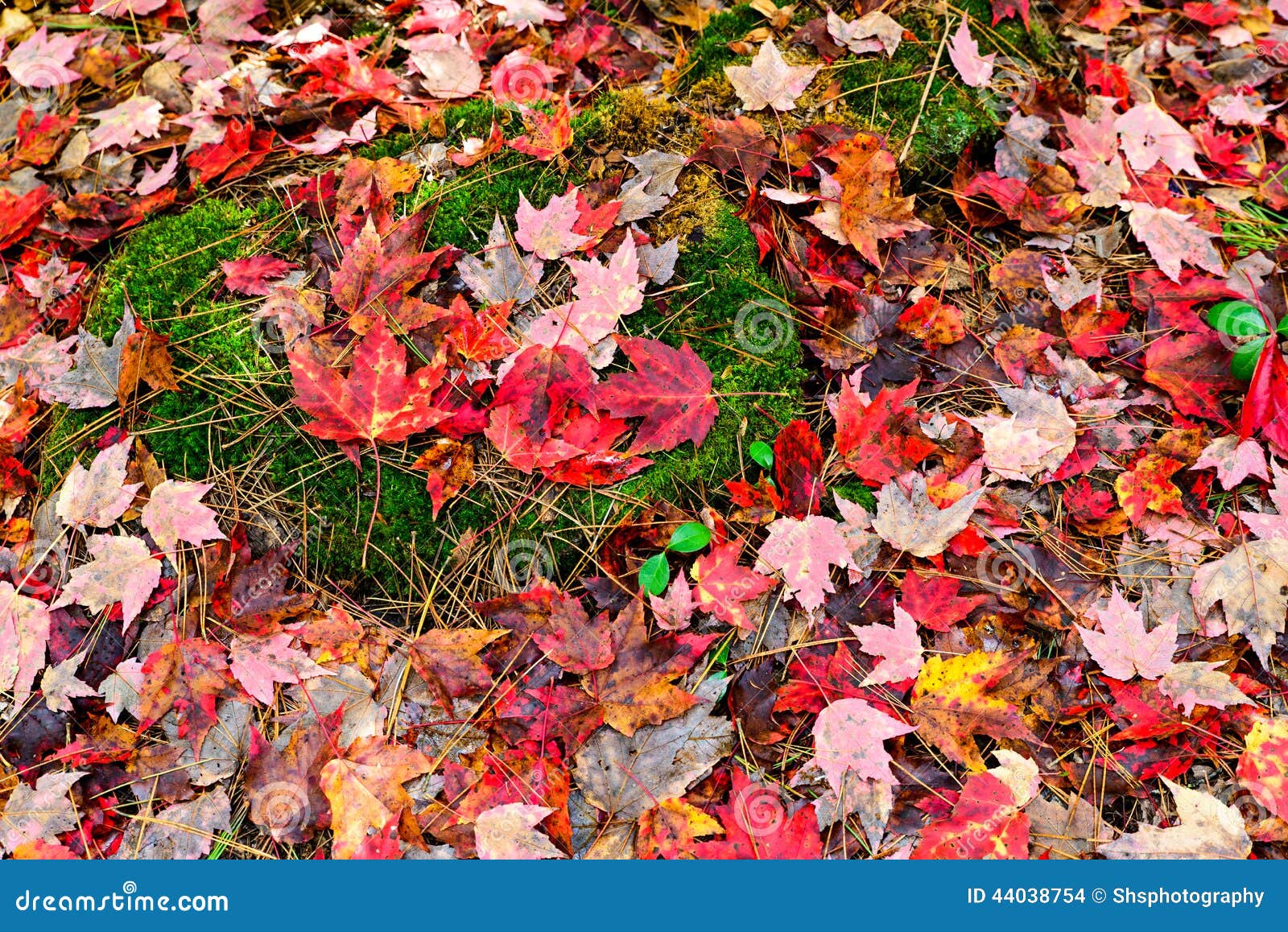 Fall Leaves and Moss on the Ground Stock Photo - Image of fall, bright ...