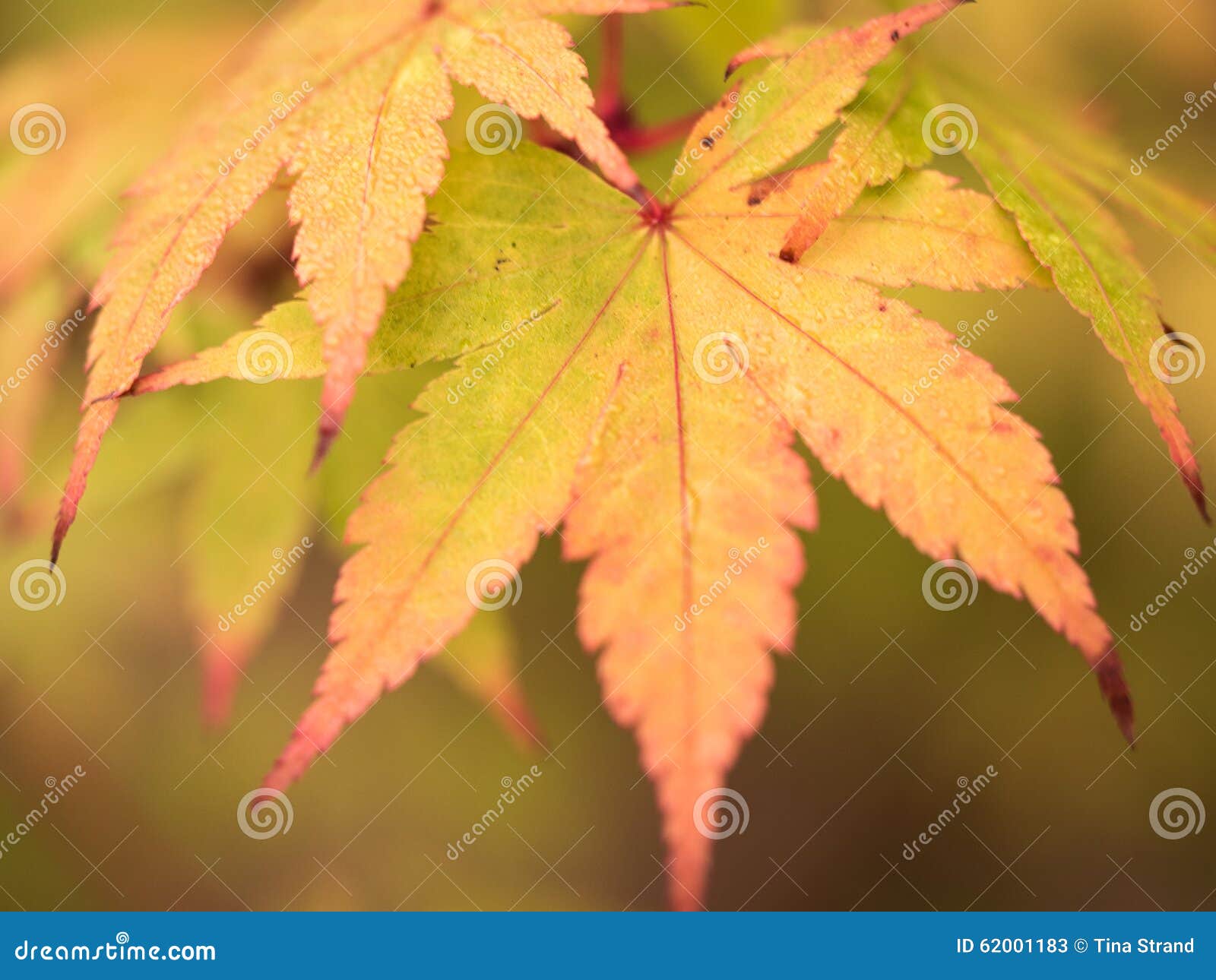 Multiple Leaves Falling From Tree In Late Fall Along A Forest Road ...