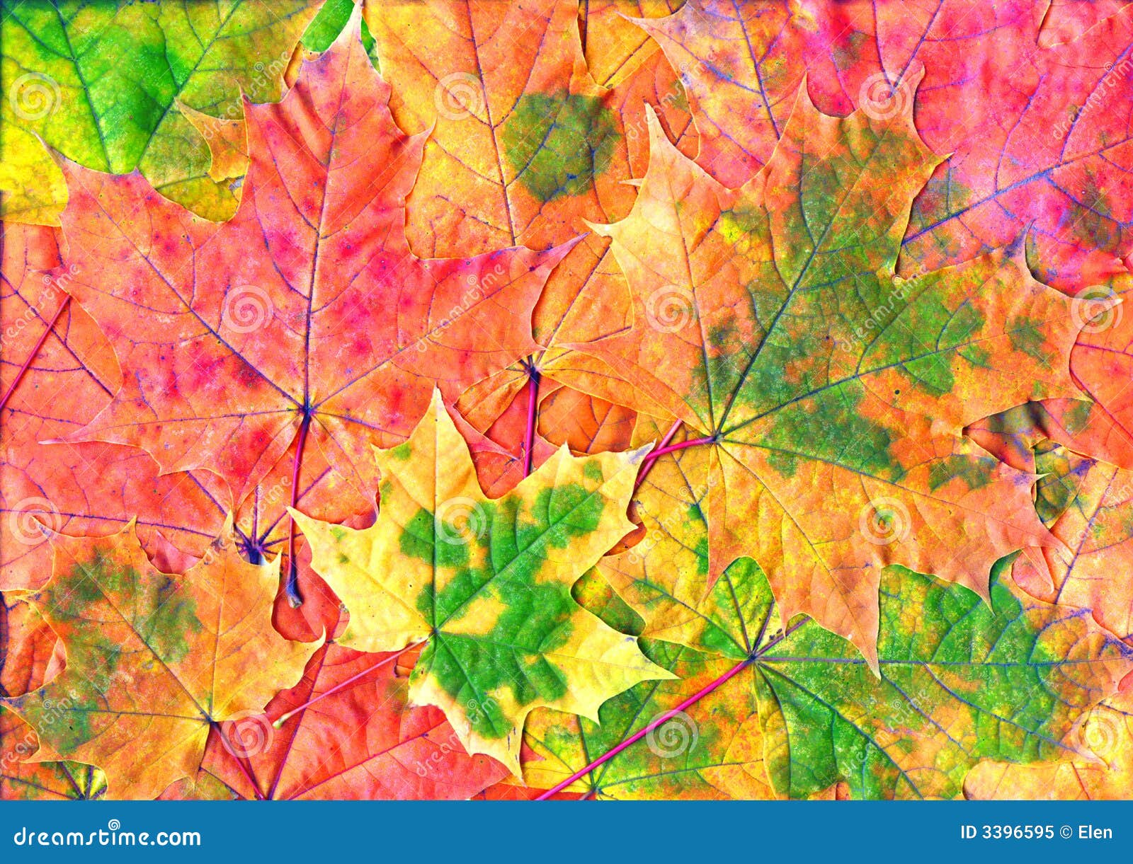 Fall Leaves. Natural Texture Stock Image - Image of november, vibrant ...