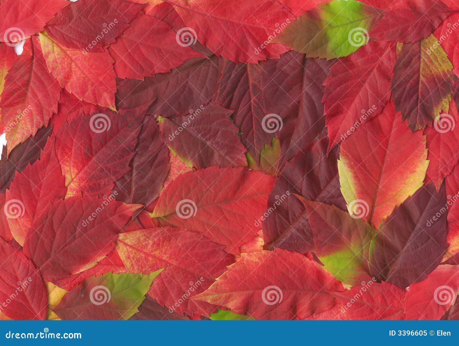 Fall Leaves. Natural Texture Stock Image - Image of fall, textured: 3396605