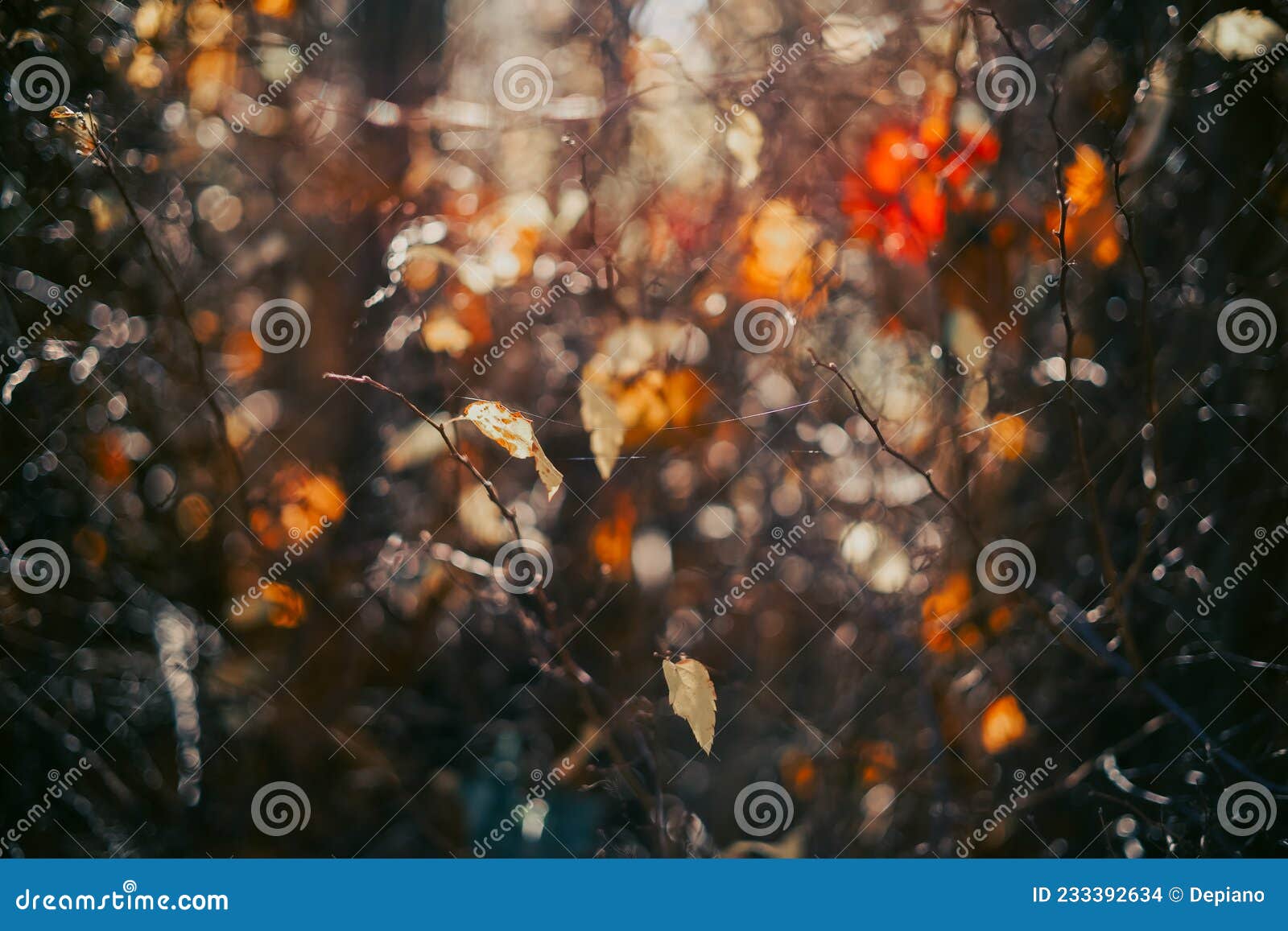 Fall Leaves Nature Background, Blur Light Stock Photo - Image of golden ...