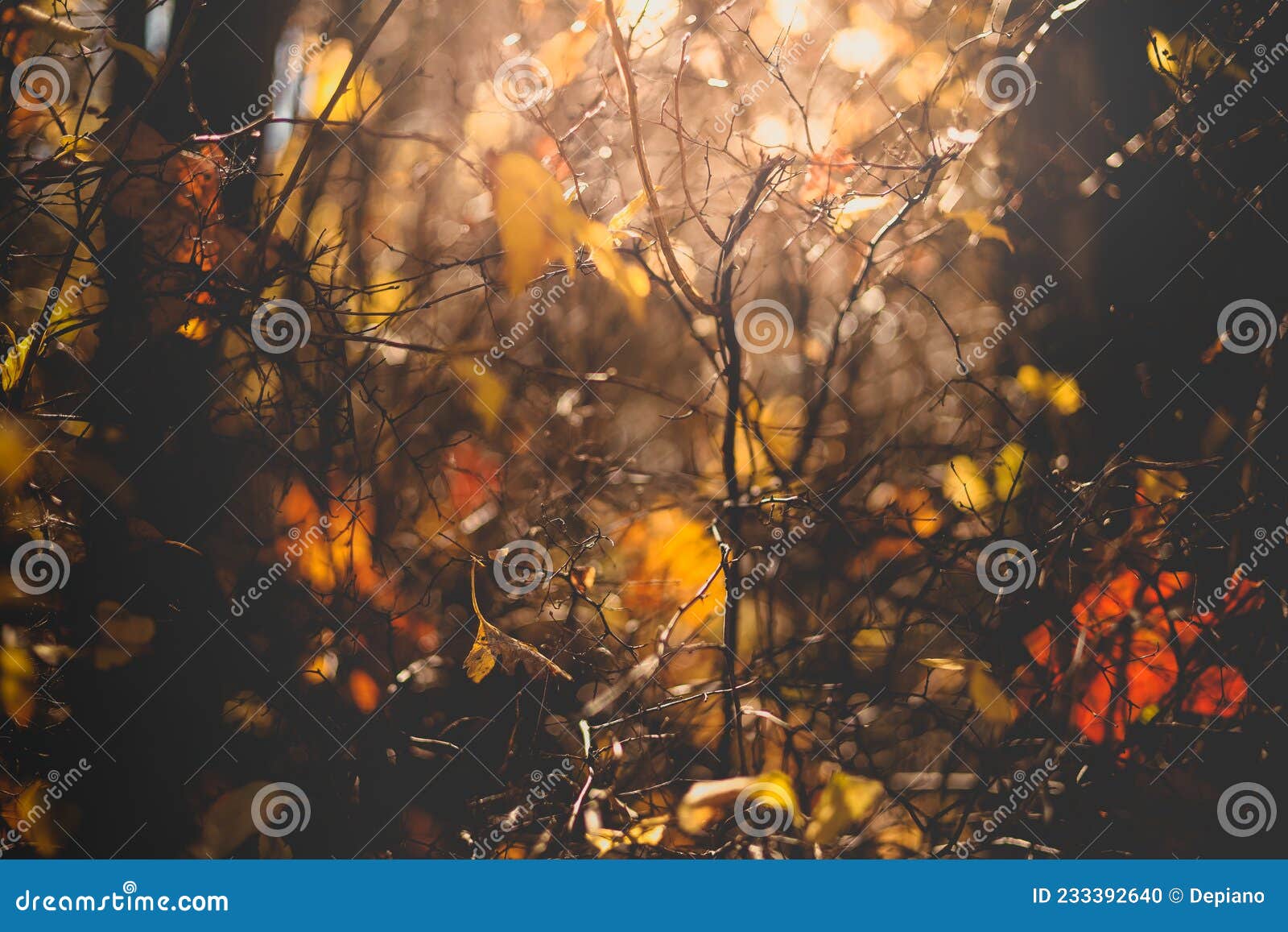 Fall Leaves Nature Background, Blur Light Stock Photo - Image of leaf ...