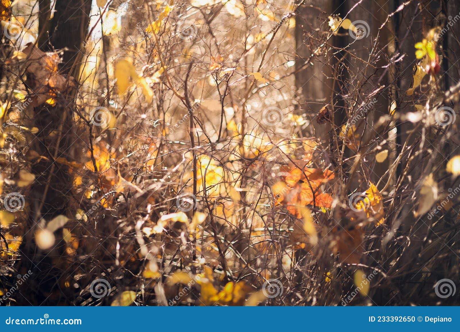 Fall Leaves Nature Background, Blur Light Stock Photo - Image of bright ...