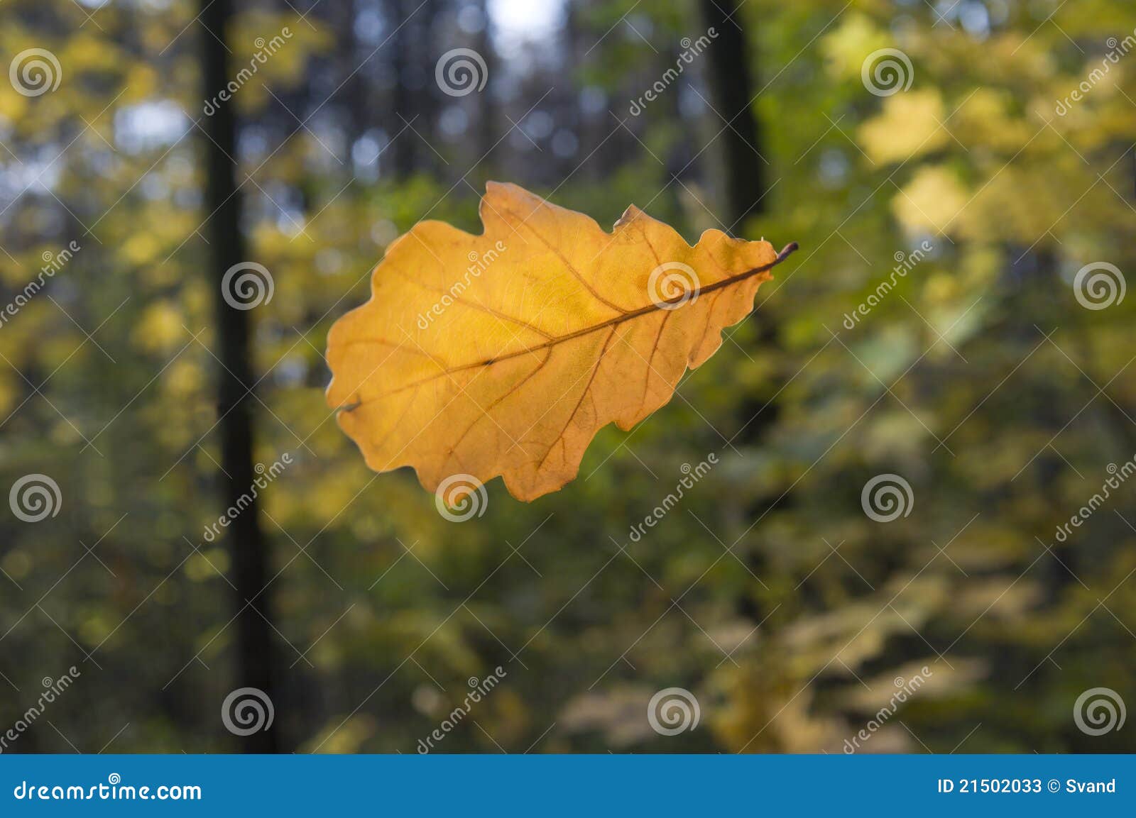 Fall leaves oak-tree stock image. Image of design, forest - 21502033