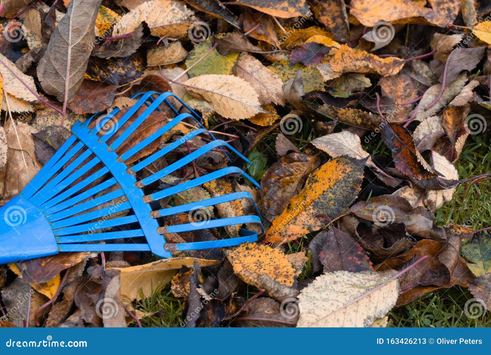 Fall leaves with rake stock image. Image of rake, autumn - 163426213