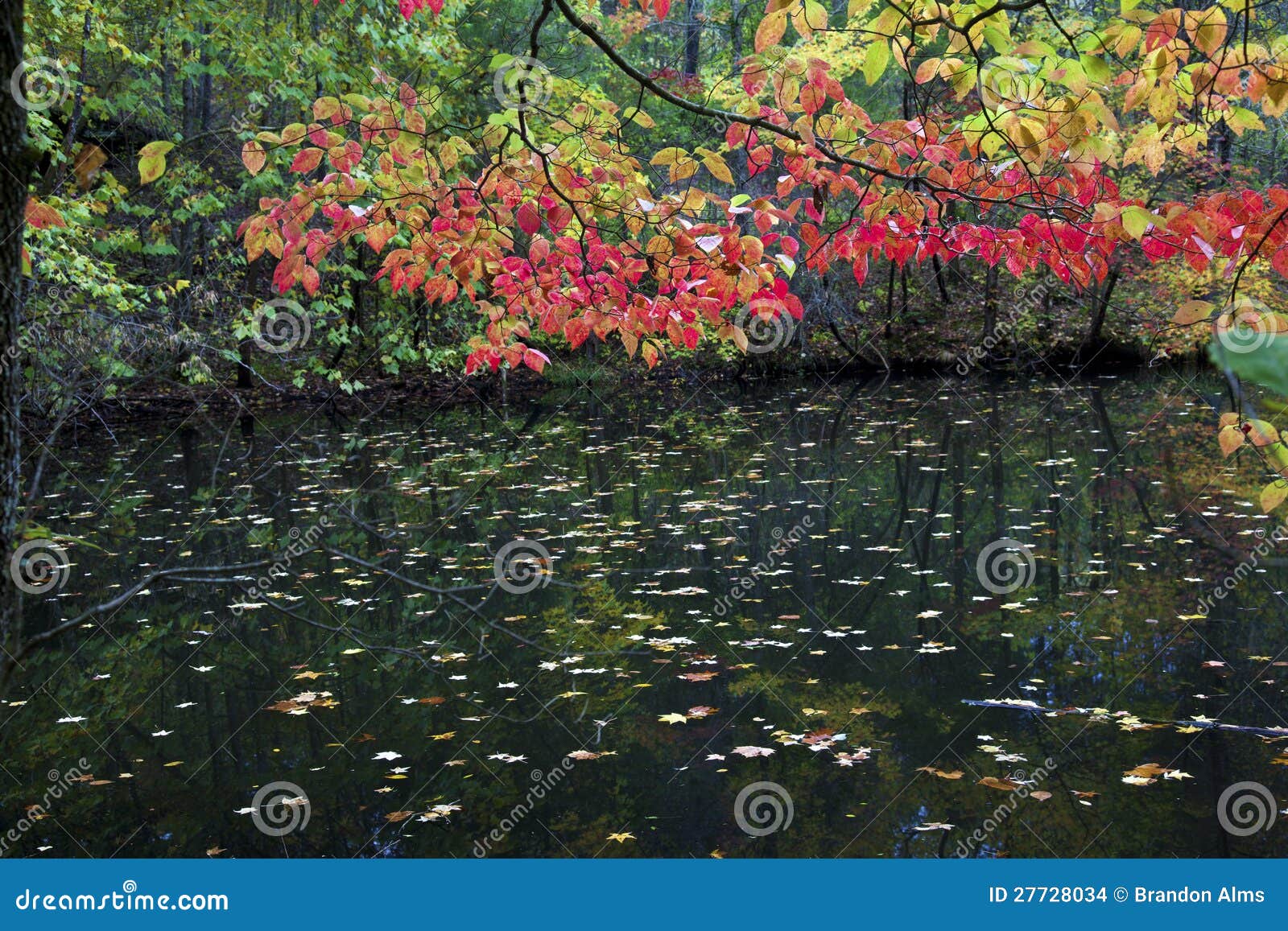 Fall Leaves Over Pond stock photo. Image of leaves, colorful - 27728034