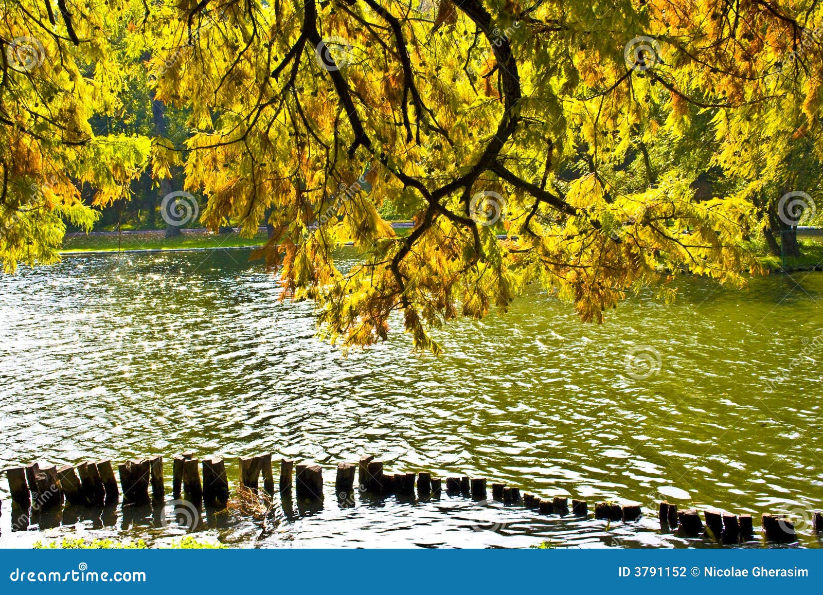 Fall leaves over water stock photo. Image of gold, ripples - 3791152