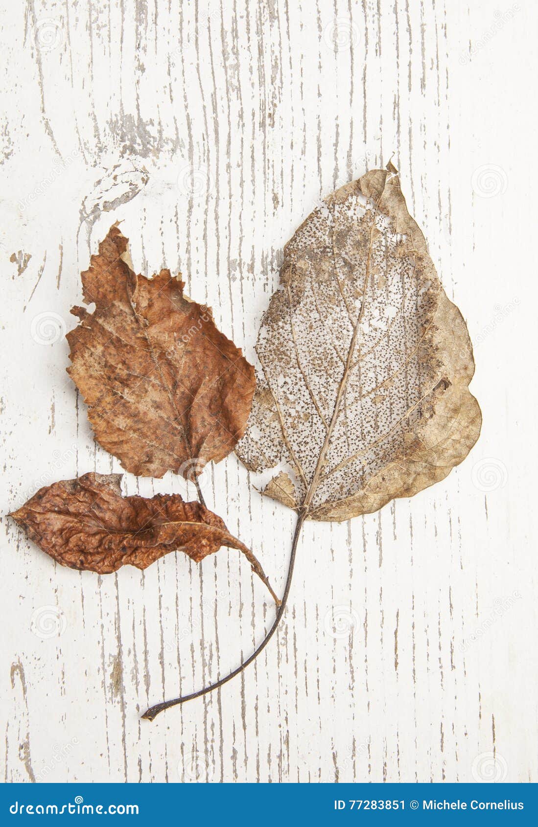 Fall Leaves on Painted Wood Stock Image - Image of flat, fall: 77283851