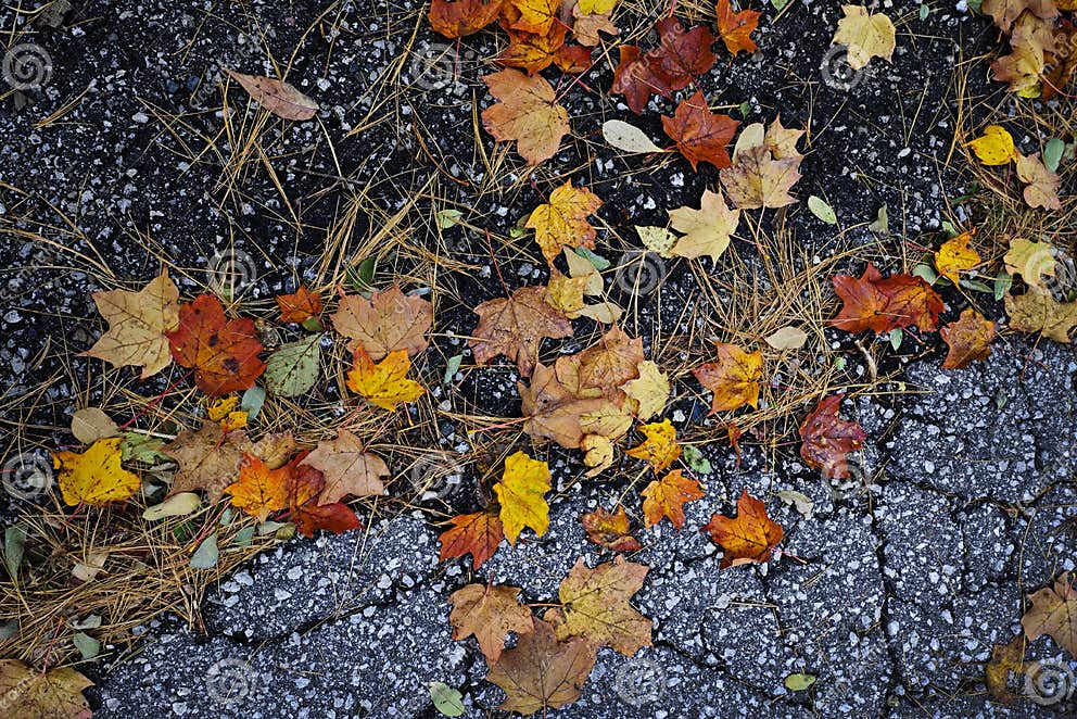 Fall leaves on pavement stock image. Image of colorful - 27689645